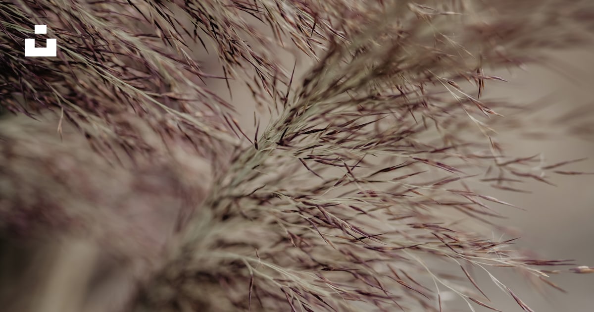 A Close Up View Of A Plant With Long Thin Grass Photo Free Grey Image On Unsplash