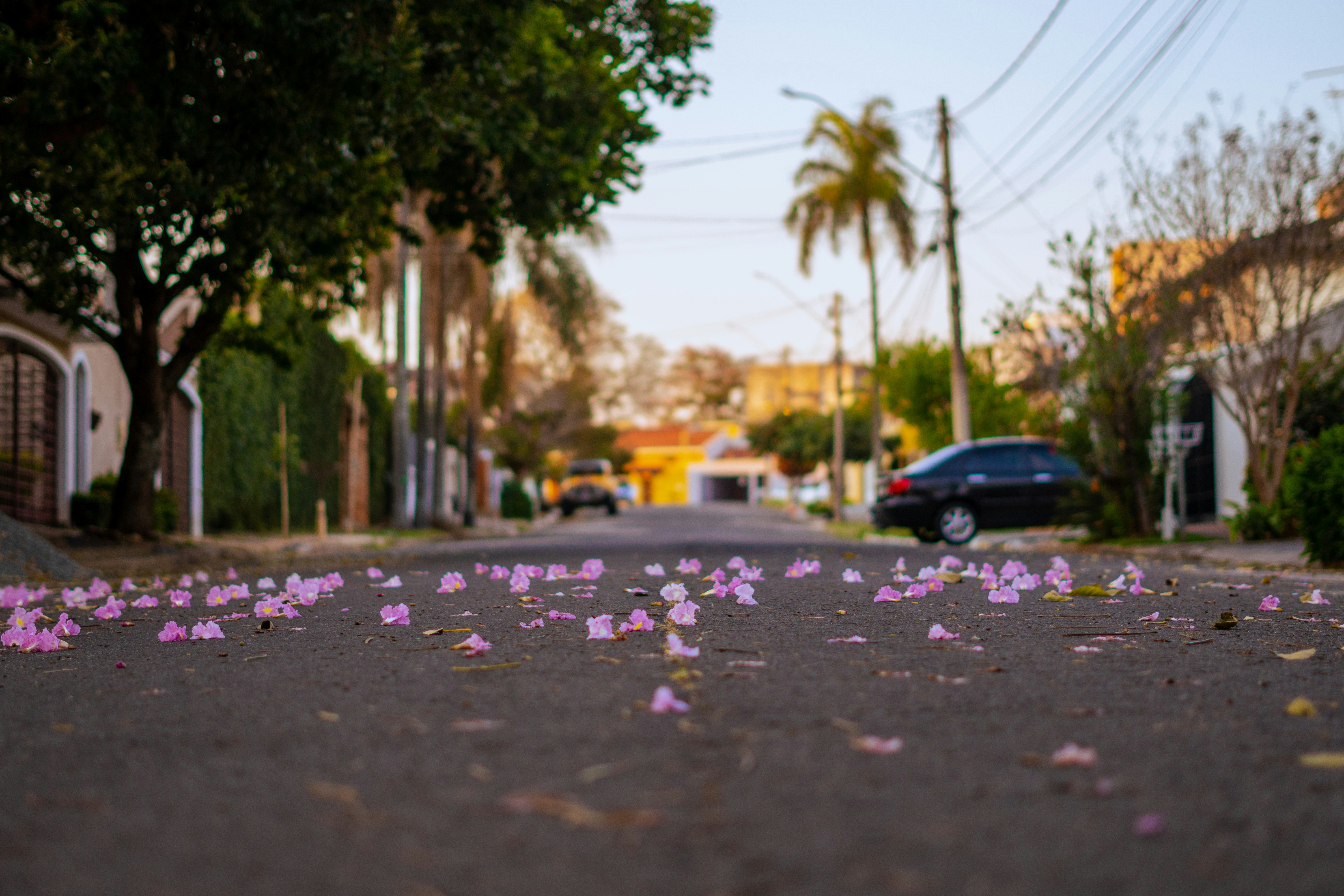 Petal-Patterned Pathway
