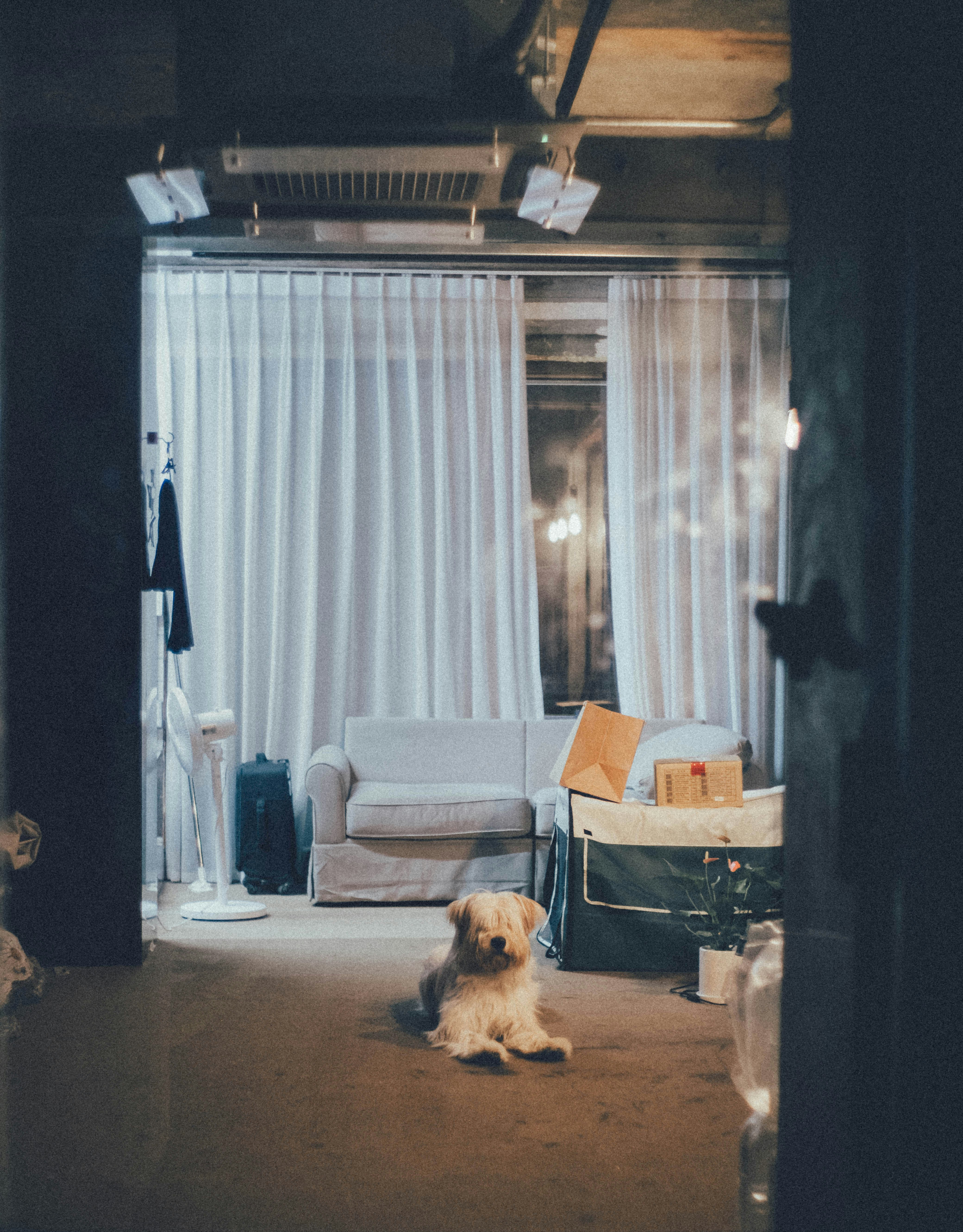 A relaxed dog lounges on the carpet in a softly lit room, surrounded by a couch and scattered items. The sheer curtains filter the light, creating a warm atmosphere.