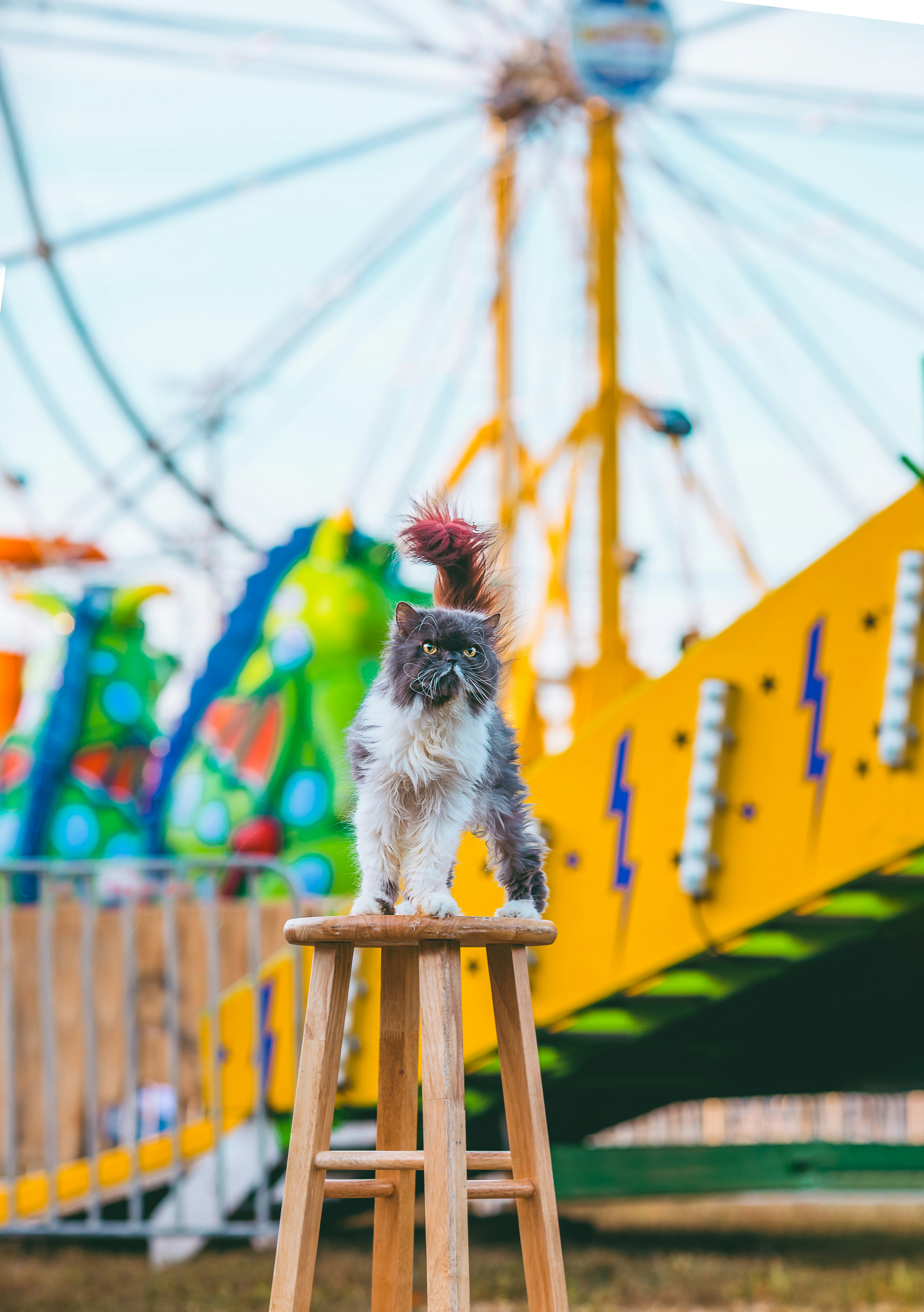 A cat sitting on top of a wooden stool in front of a ferris wheel photo ...