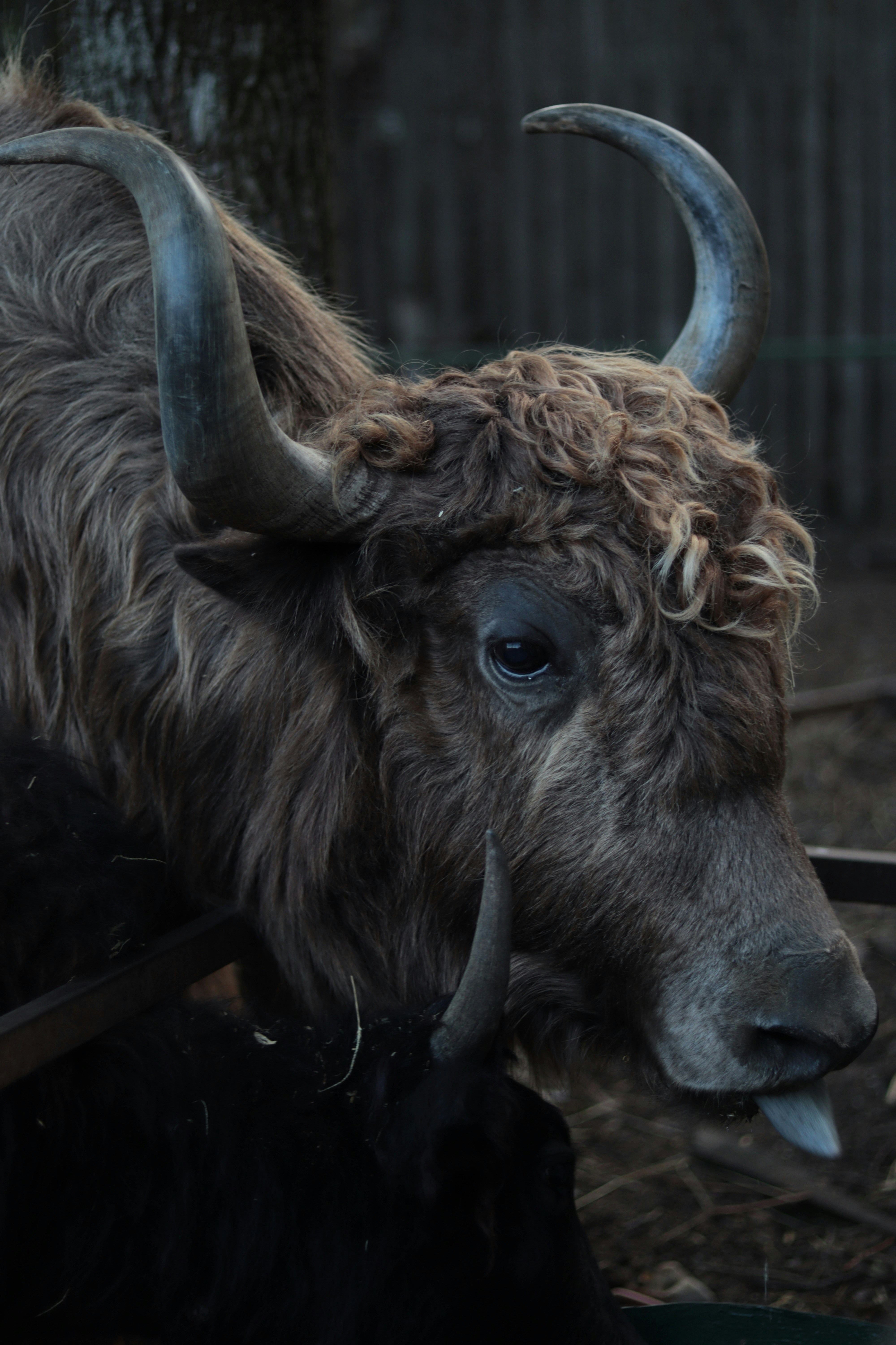 A close up of a yak with long horns photo – Free Yak Image on Unsplash