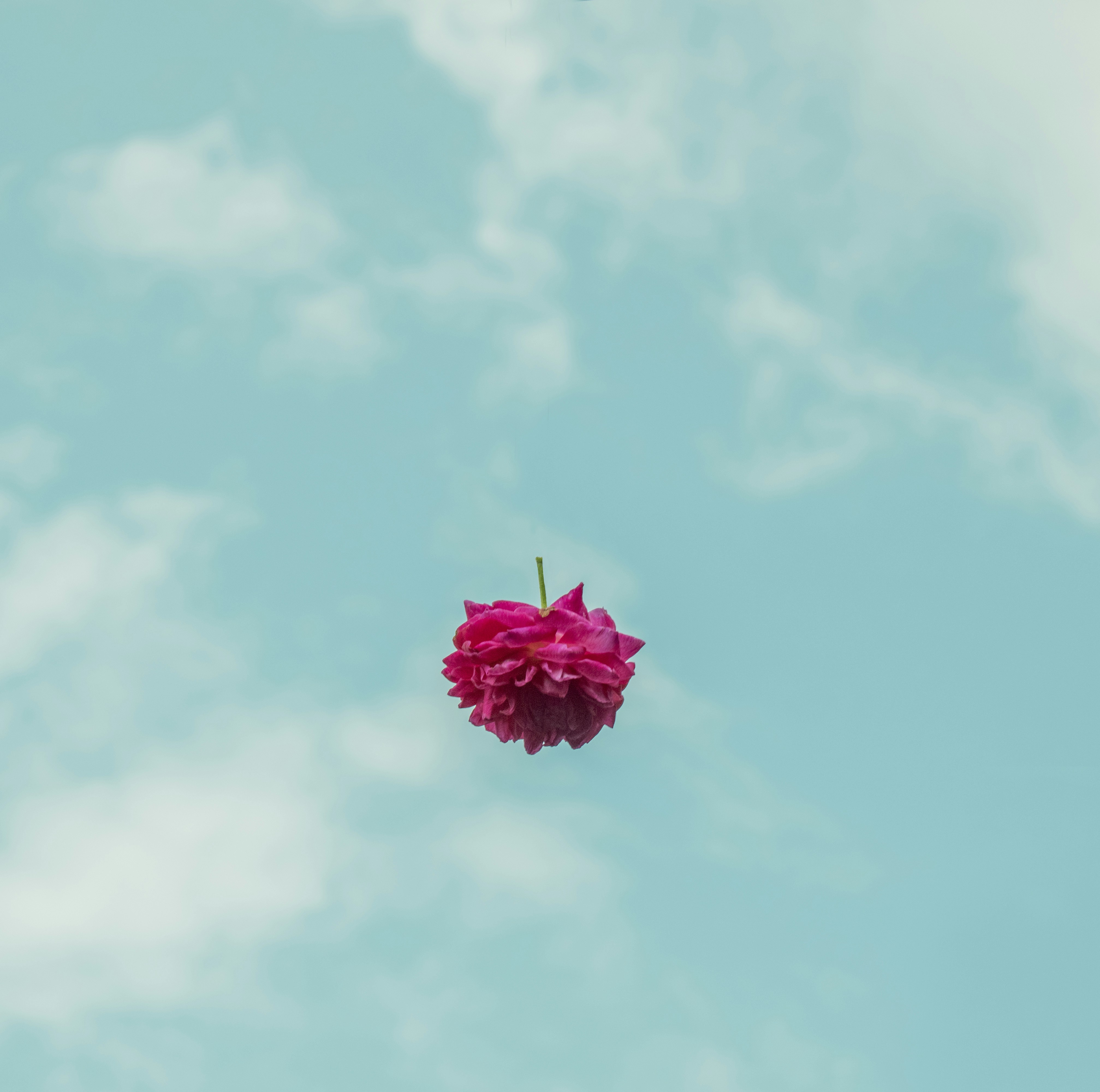 Floating Pink Bloom Adrift in a Cerulean Sky