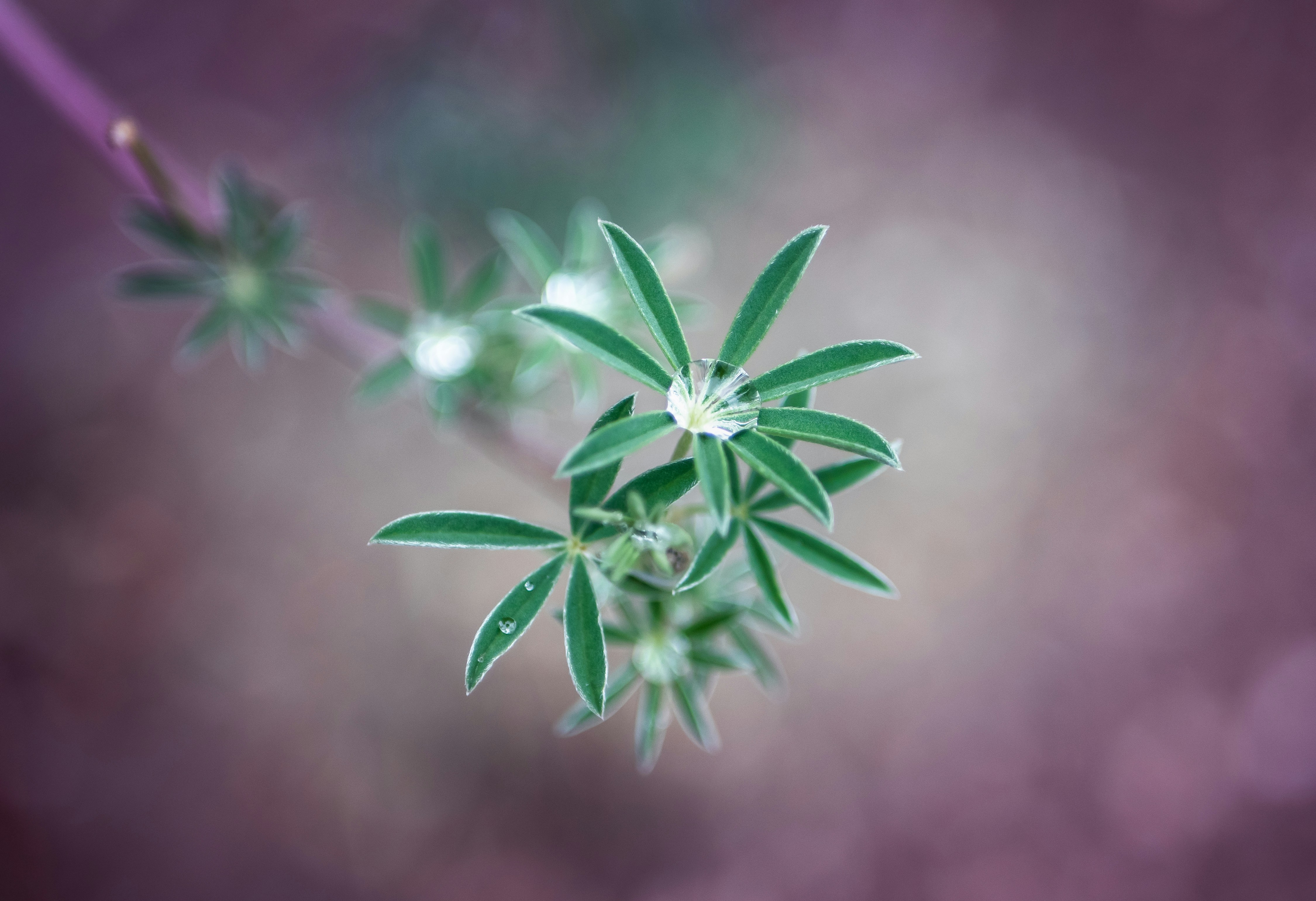 Whorl of Green Stars Against Velvet Purple