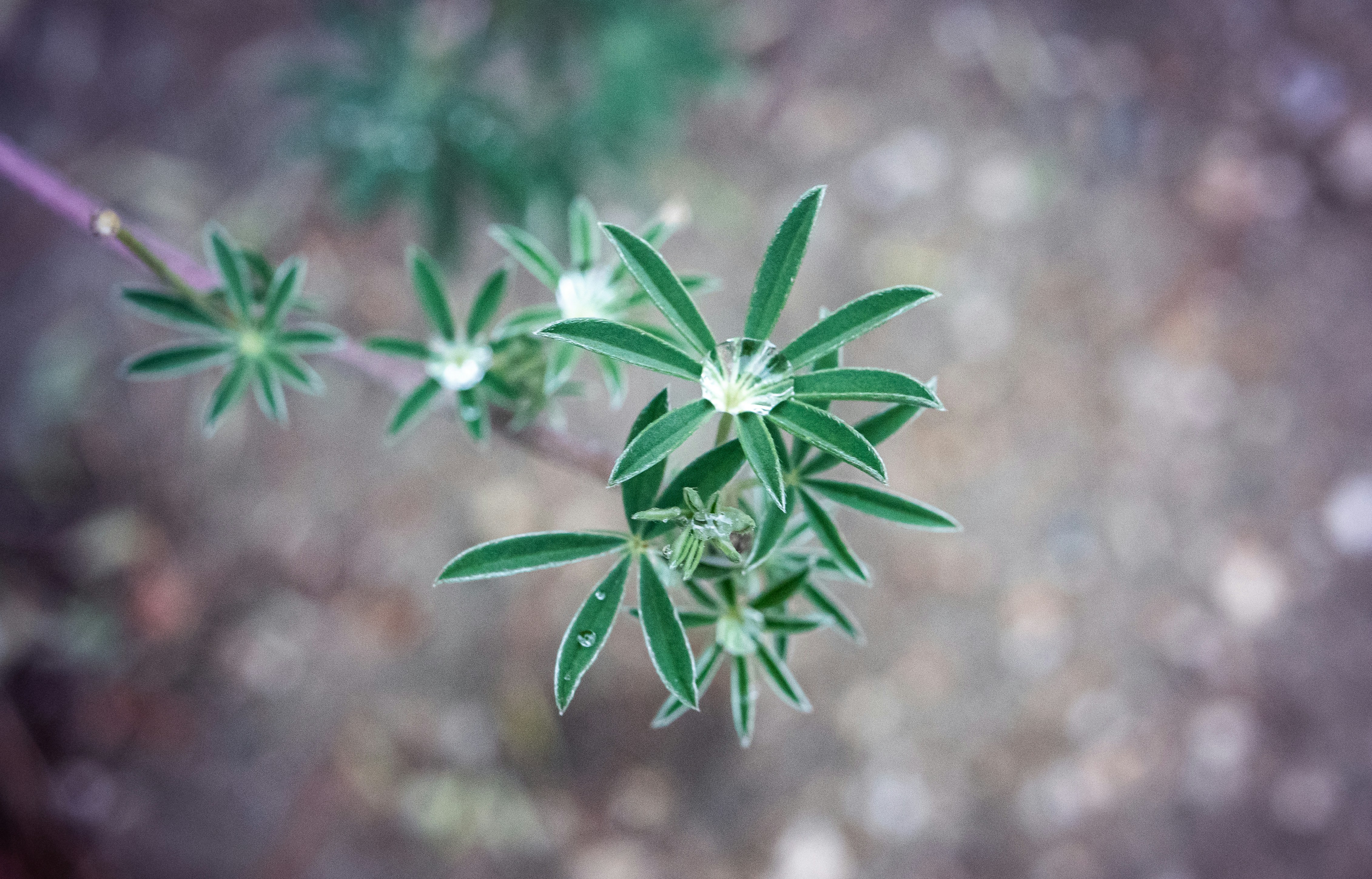 Emerald Starburst: Macro portrait of a star-shaped sprig