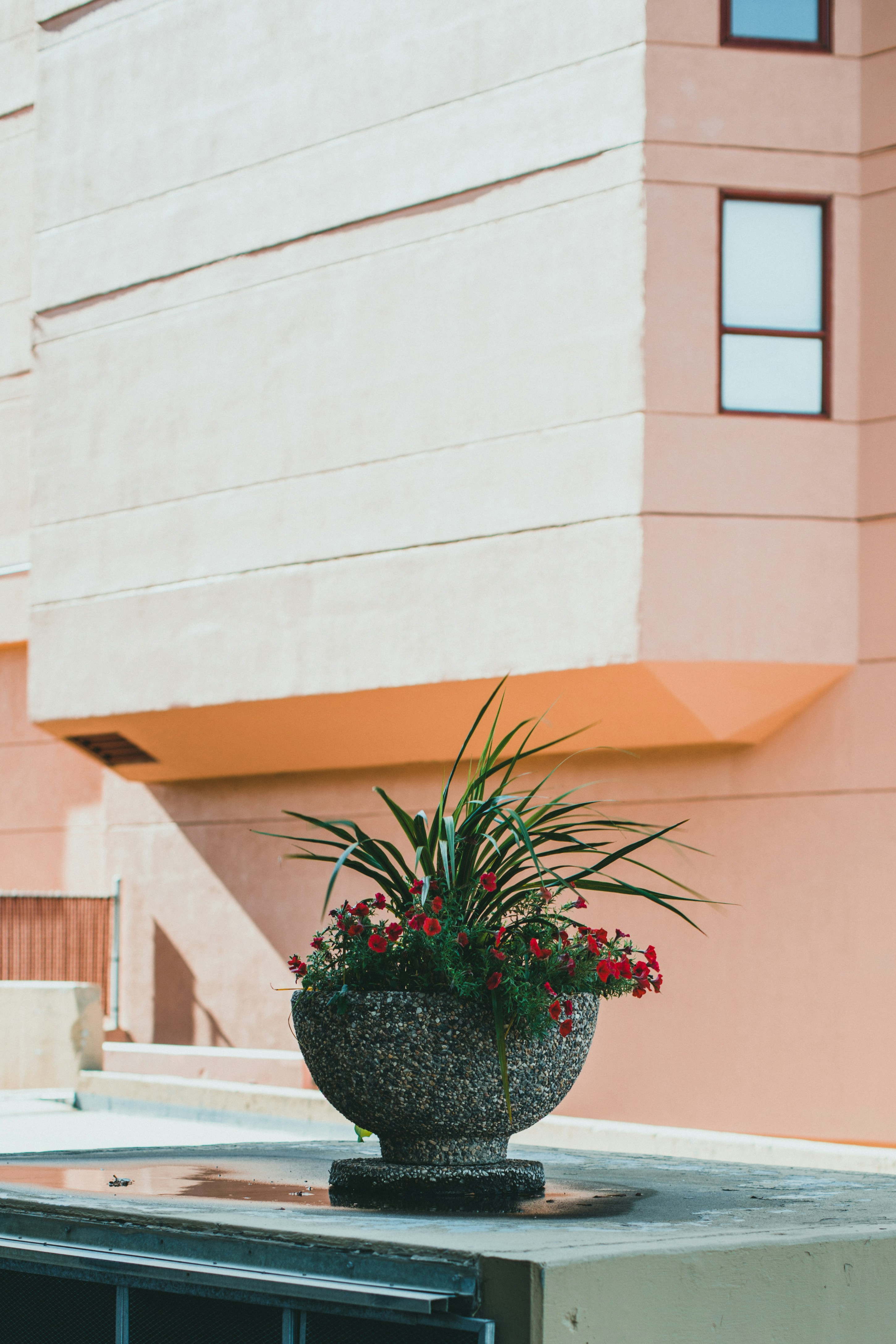 Verdant Accent on a Peach Facade: A City Planter in Afternoon Light