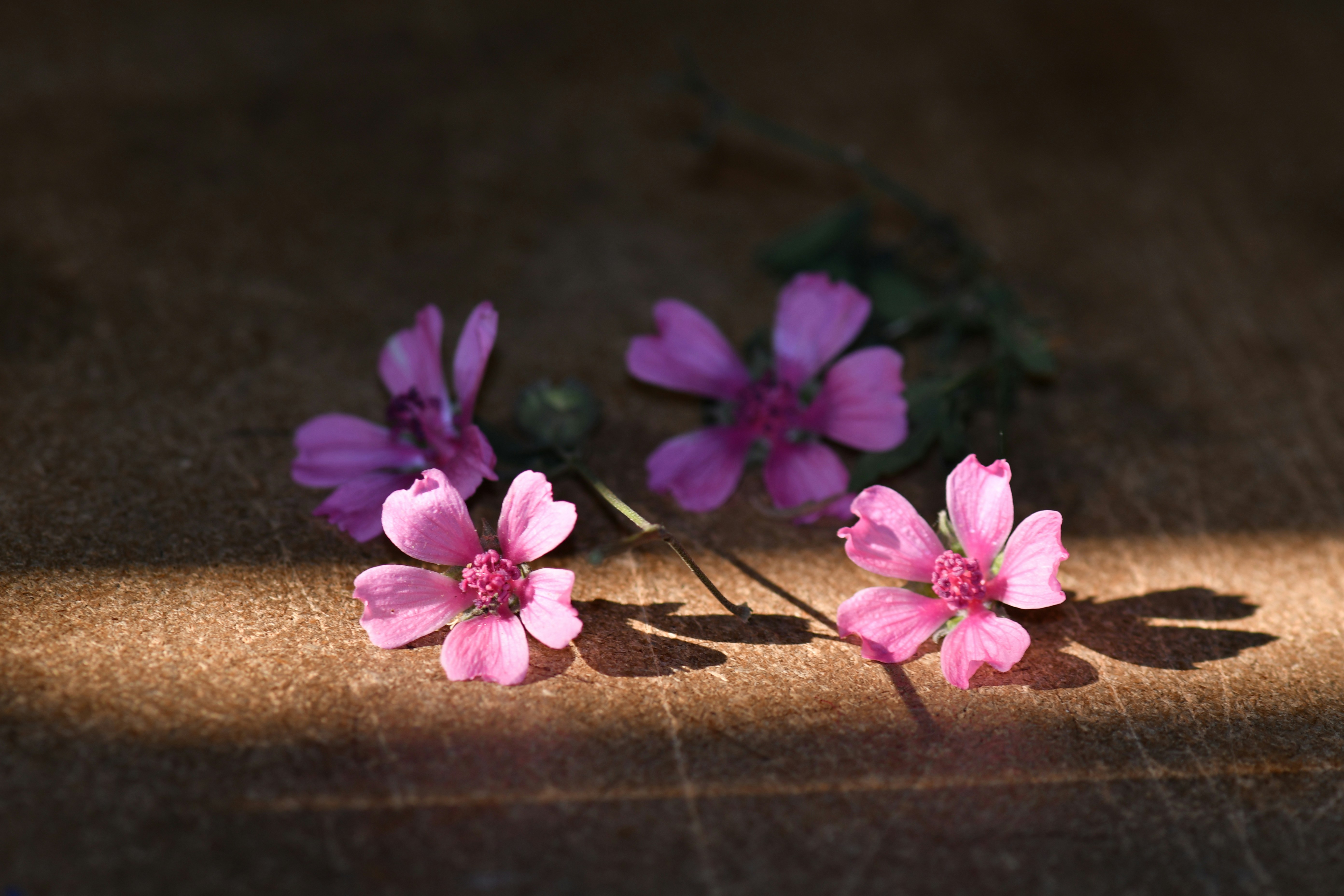 Sunlit Pink Petals on a Weathered Surface
