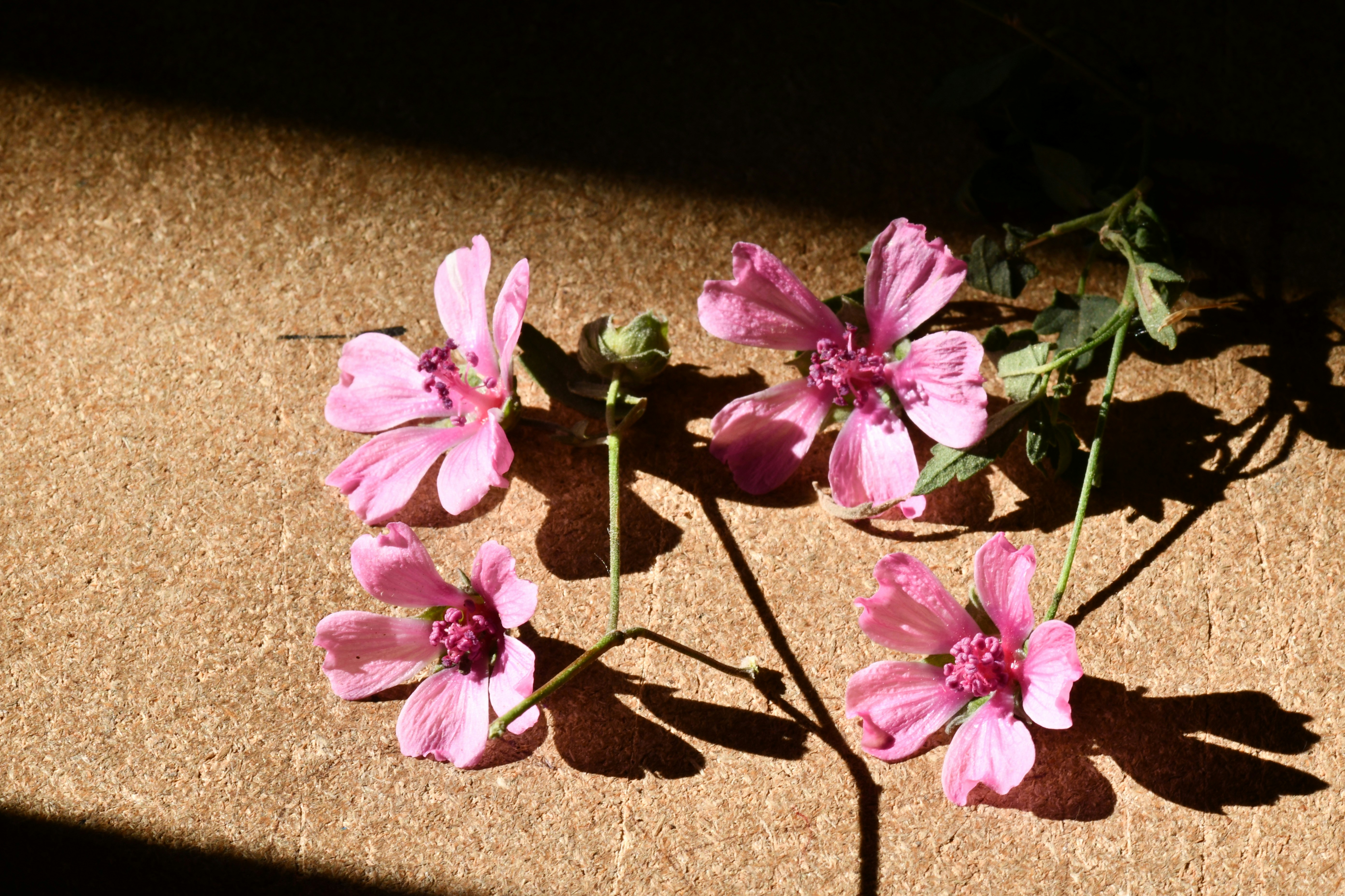 Sunlit Pink Five-Petal Bloom Group on Textured Concrete