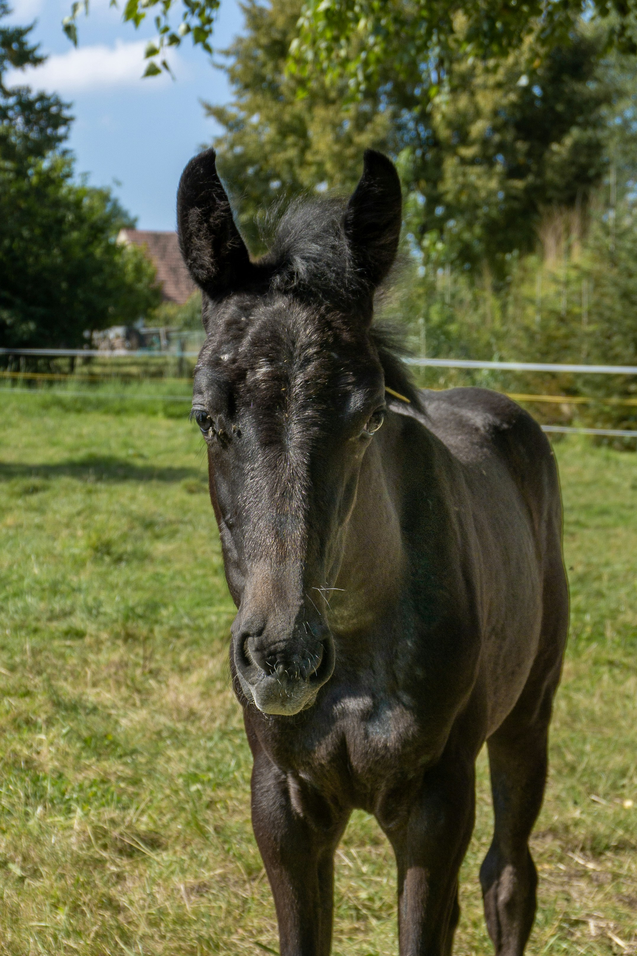 Noir in the Meadow: A Black Horse Pauses at a Sunlit Pasture Fence