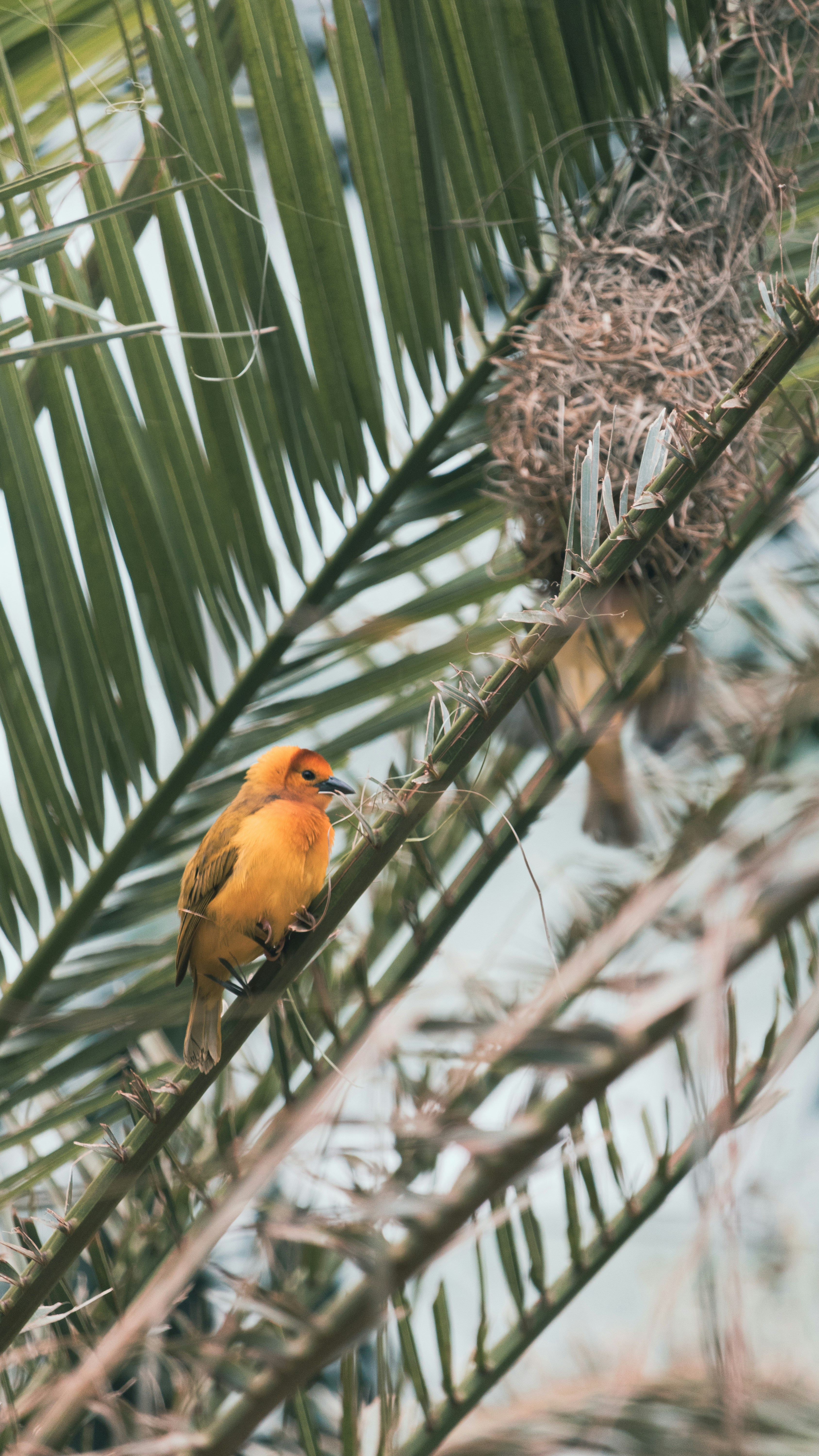 Amber Canary perched on a palm frond amidst tropical needles
