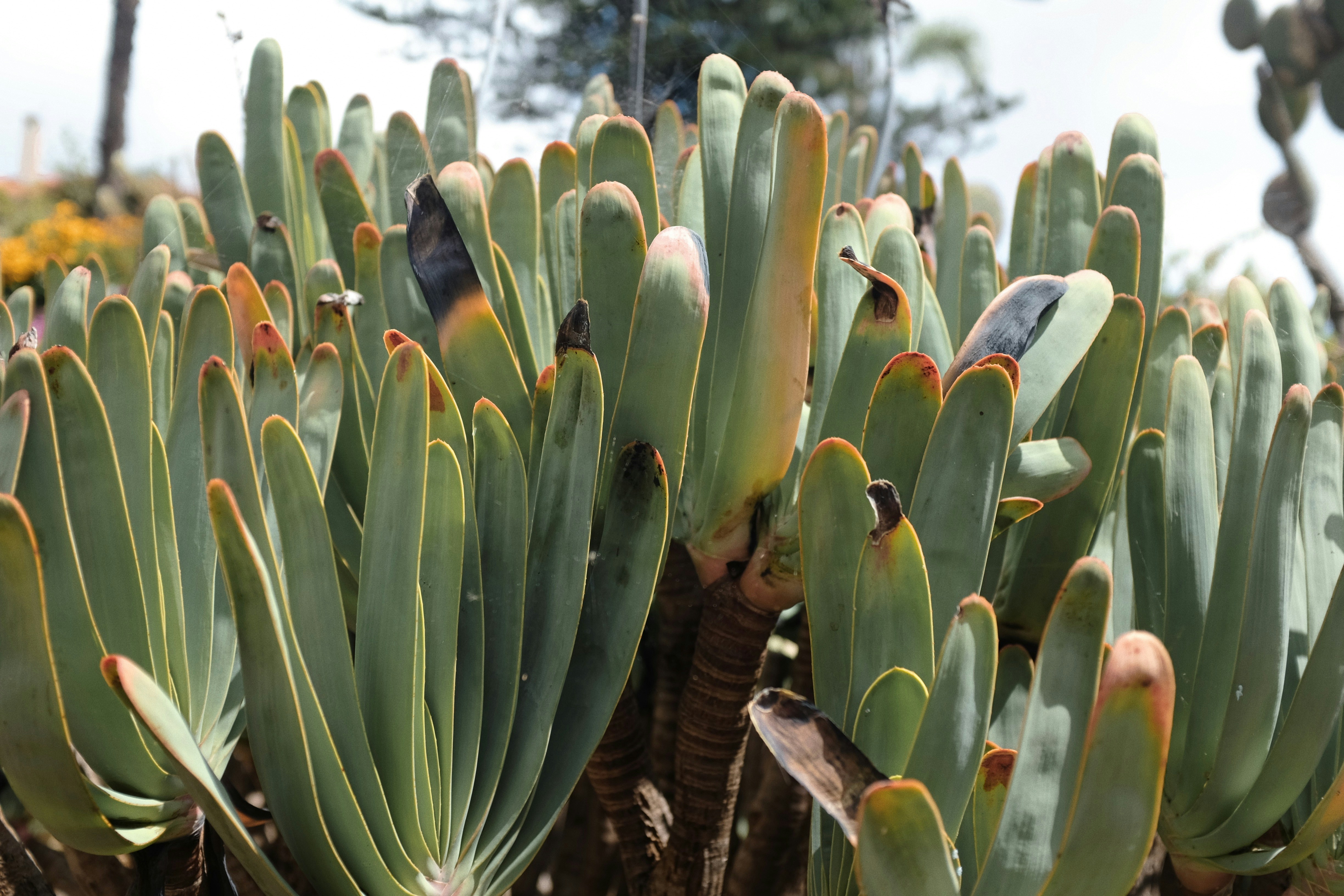 Cerulean Crown: A Close-Up of Dense Succulent Foliage