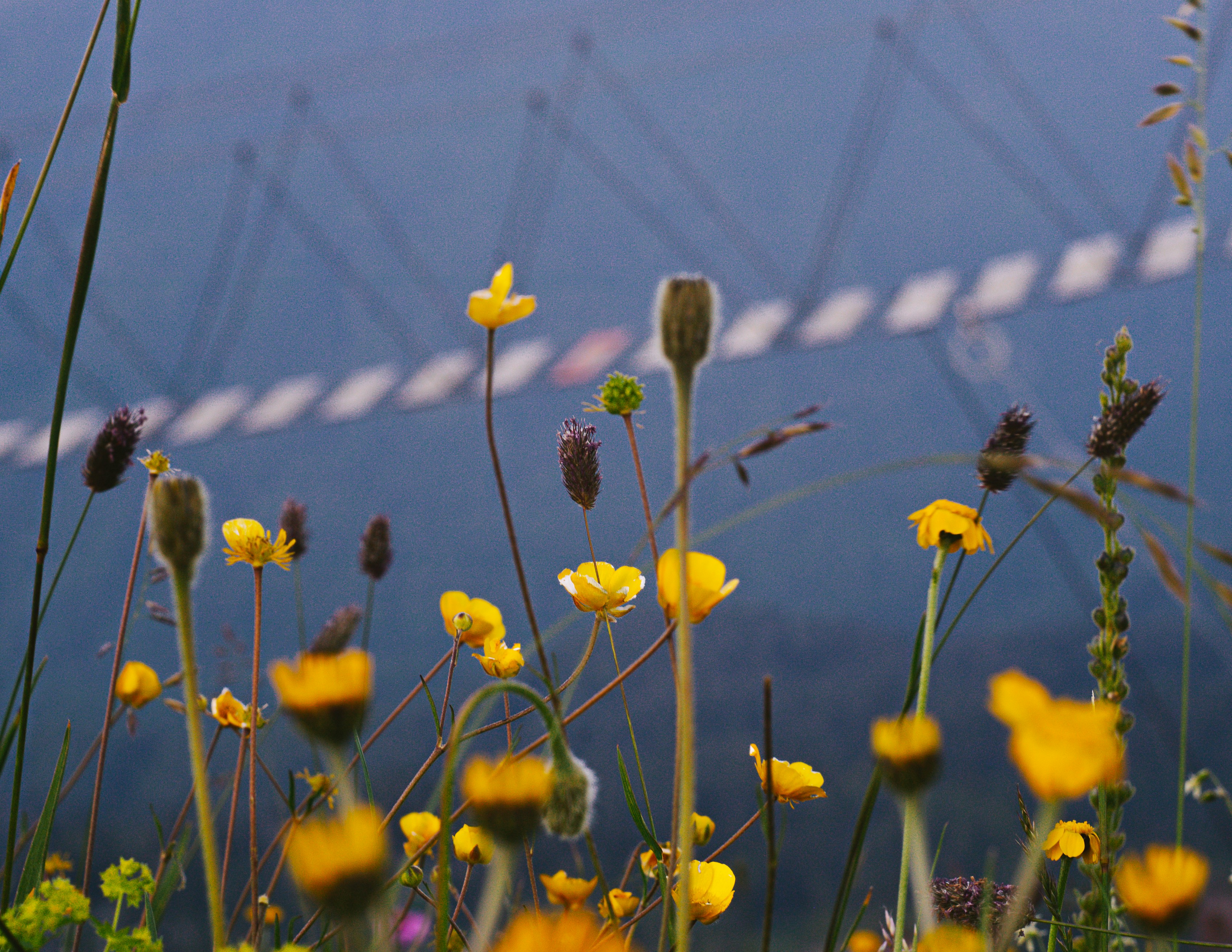 a field of yellow flowers next to a fence
