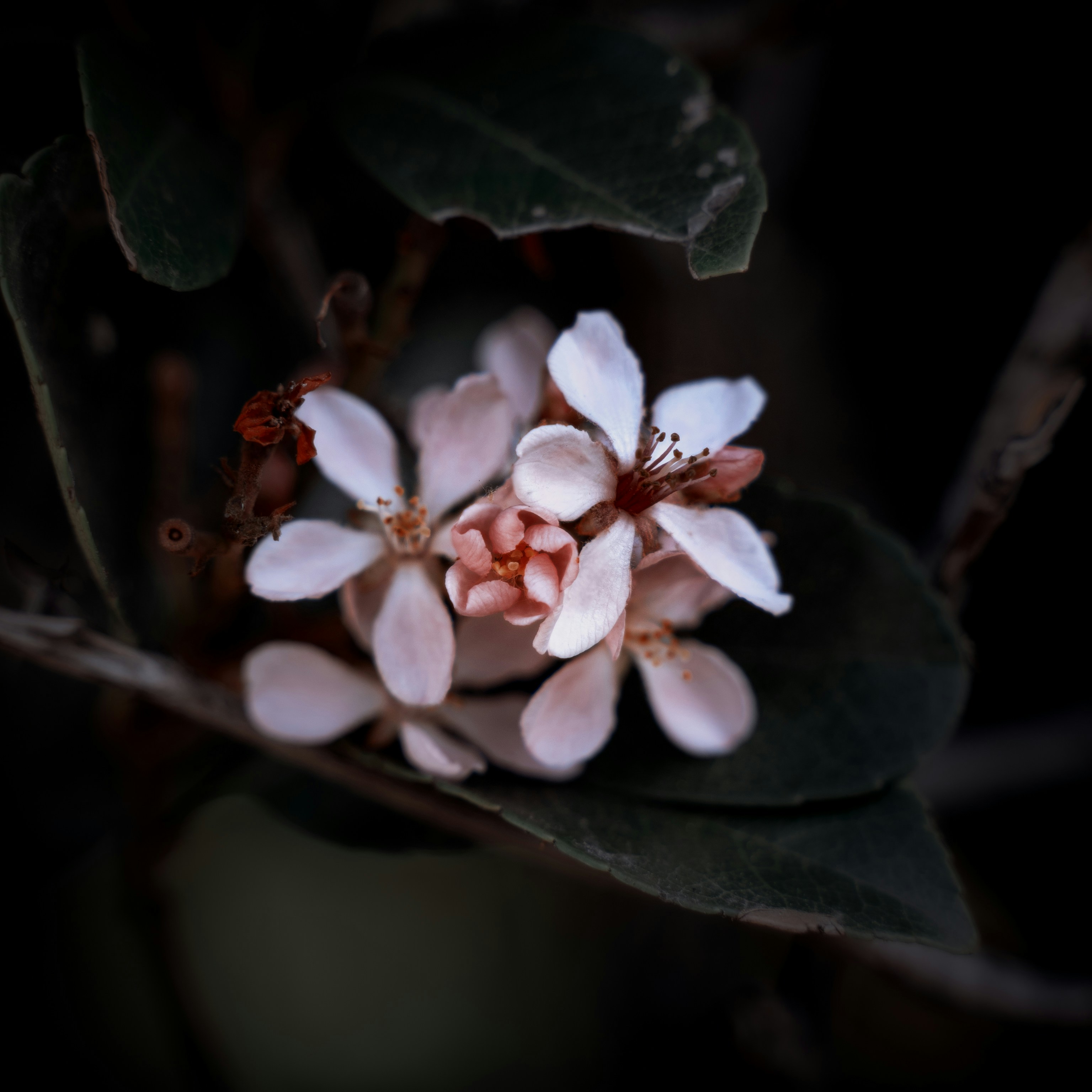 Petal Cluster in Velvet Shadow