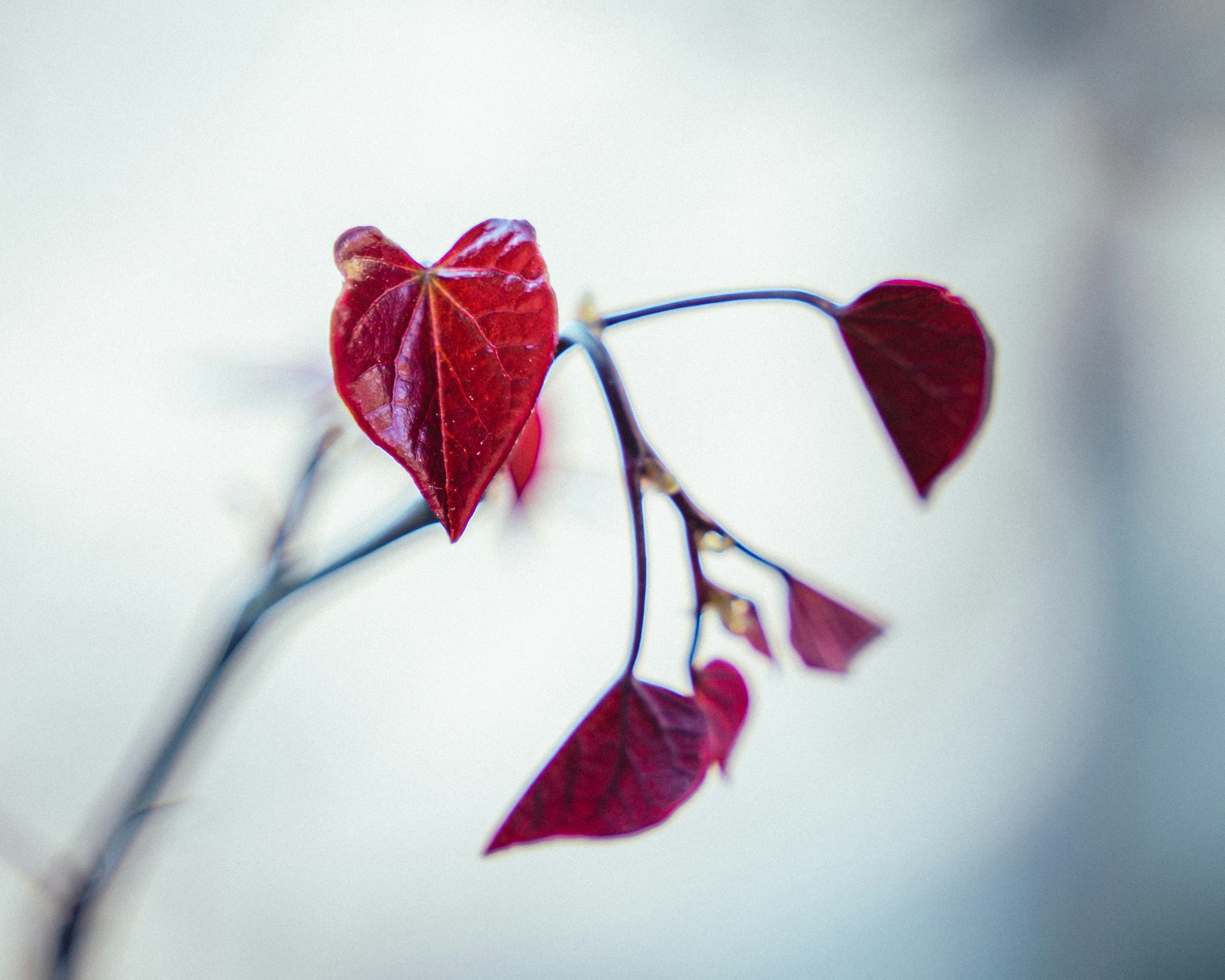 Delicate red leaves with heart-shaped silhouettes gracefully stand out against a soft, blurred background. Their vibrant hues signal the arrival of autumn.