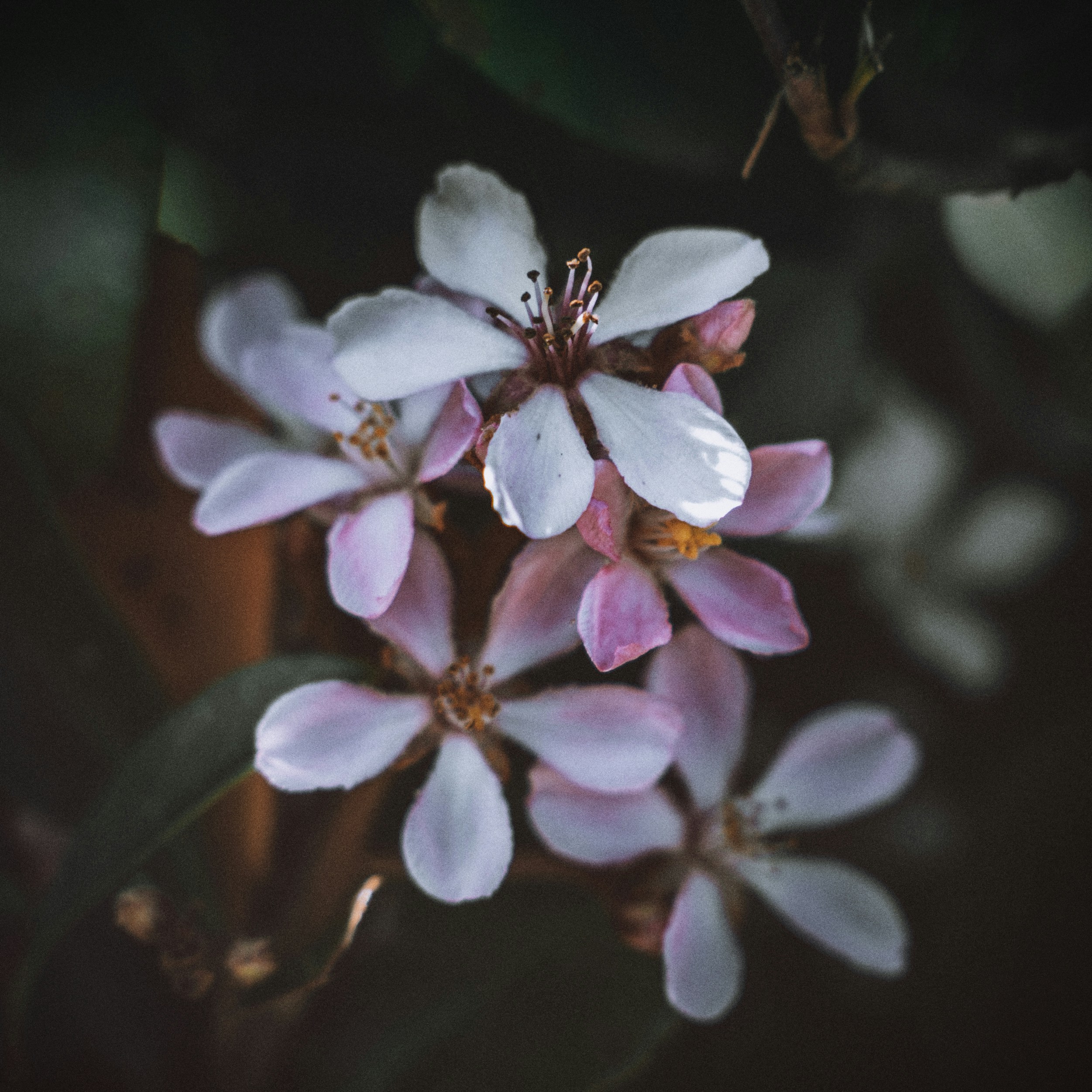 Moonlit Macro: Pale Pink Five-Petal Blossoms in Velvet Darkness