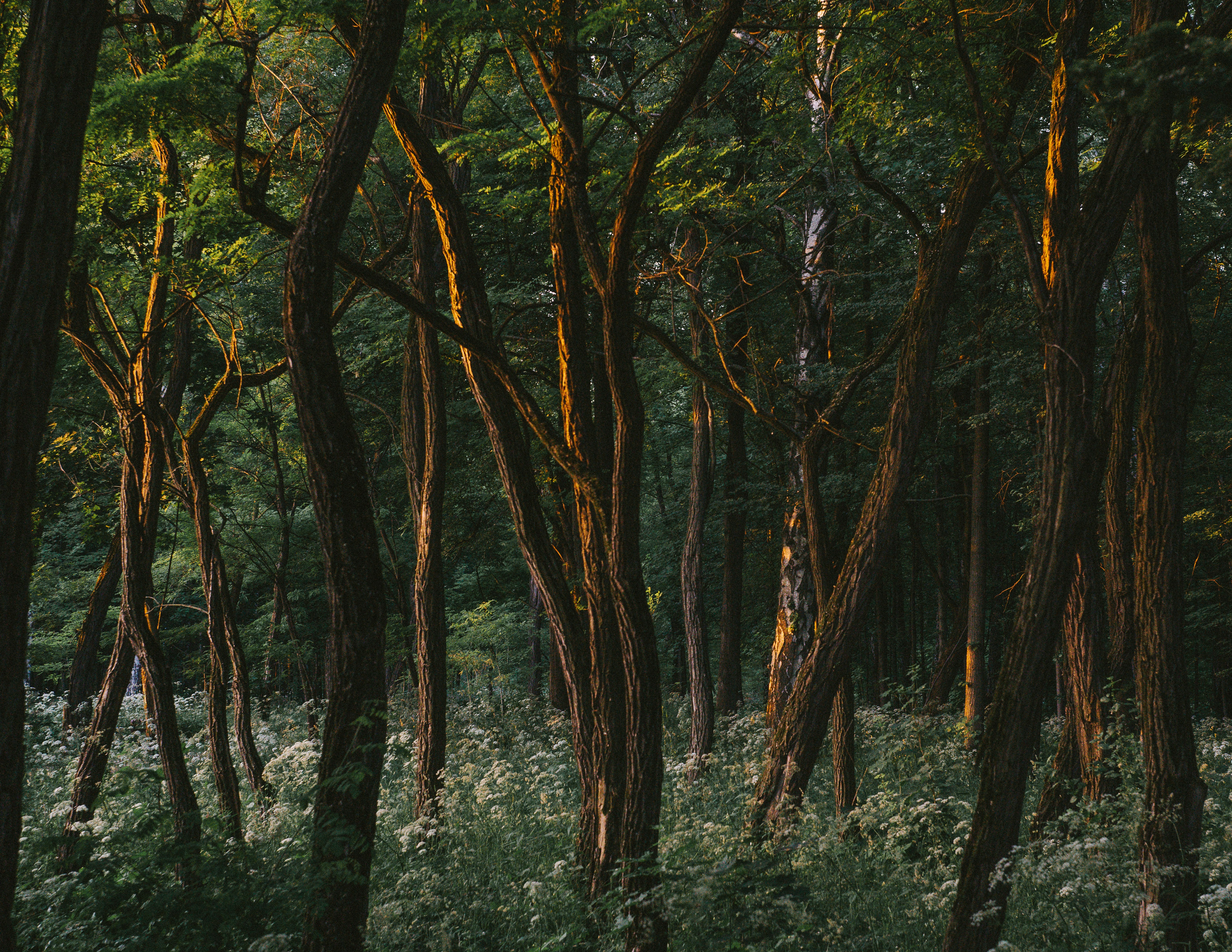 a forest filled with lots of tall trees