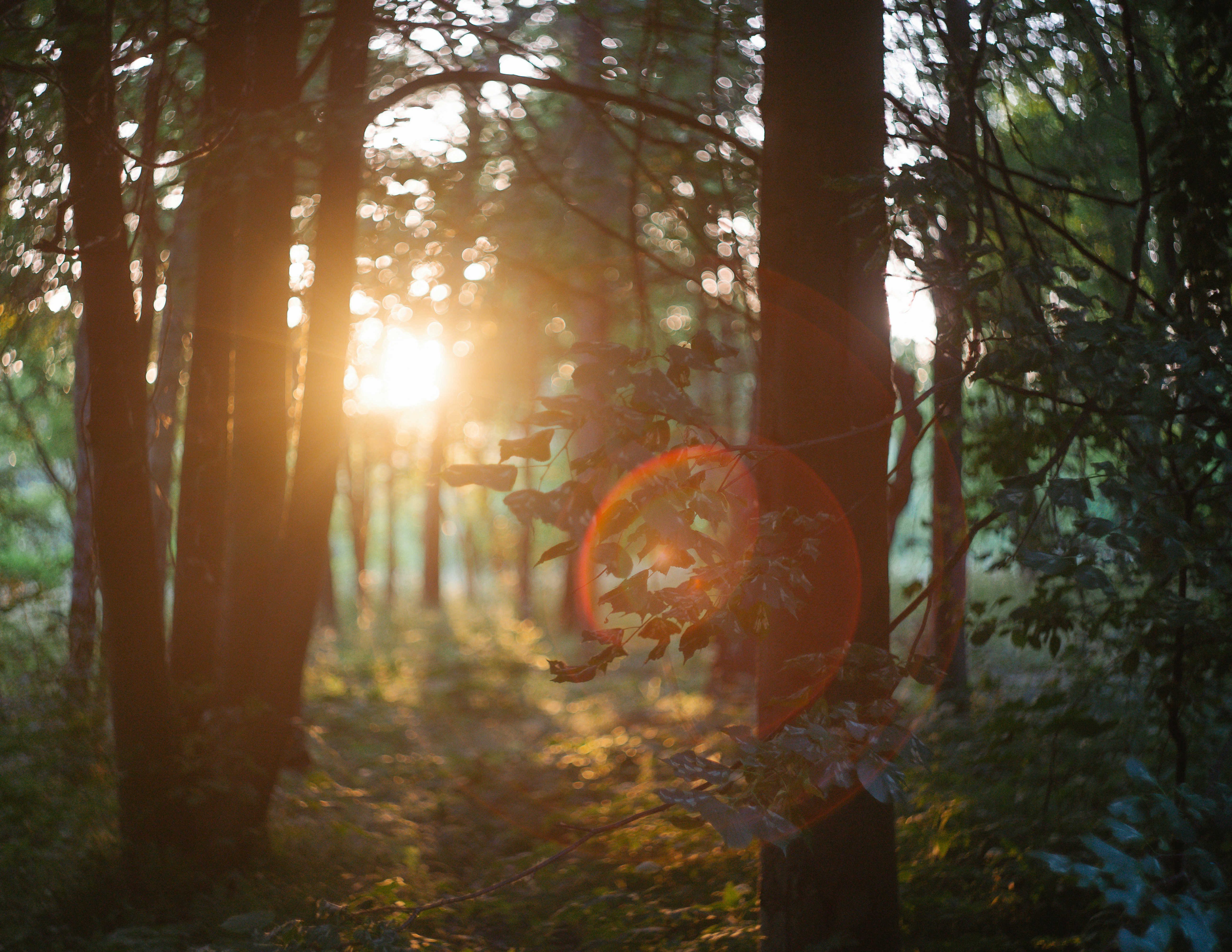 Sunlight filters through a dense forest, casting warm glows and shadows on the ground. The scene evokes a serene atmosphere, inviting exploration.