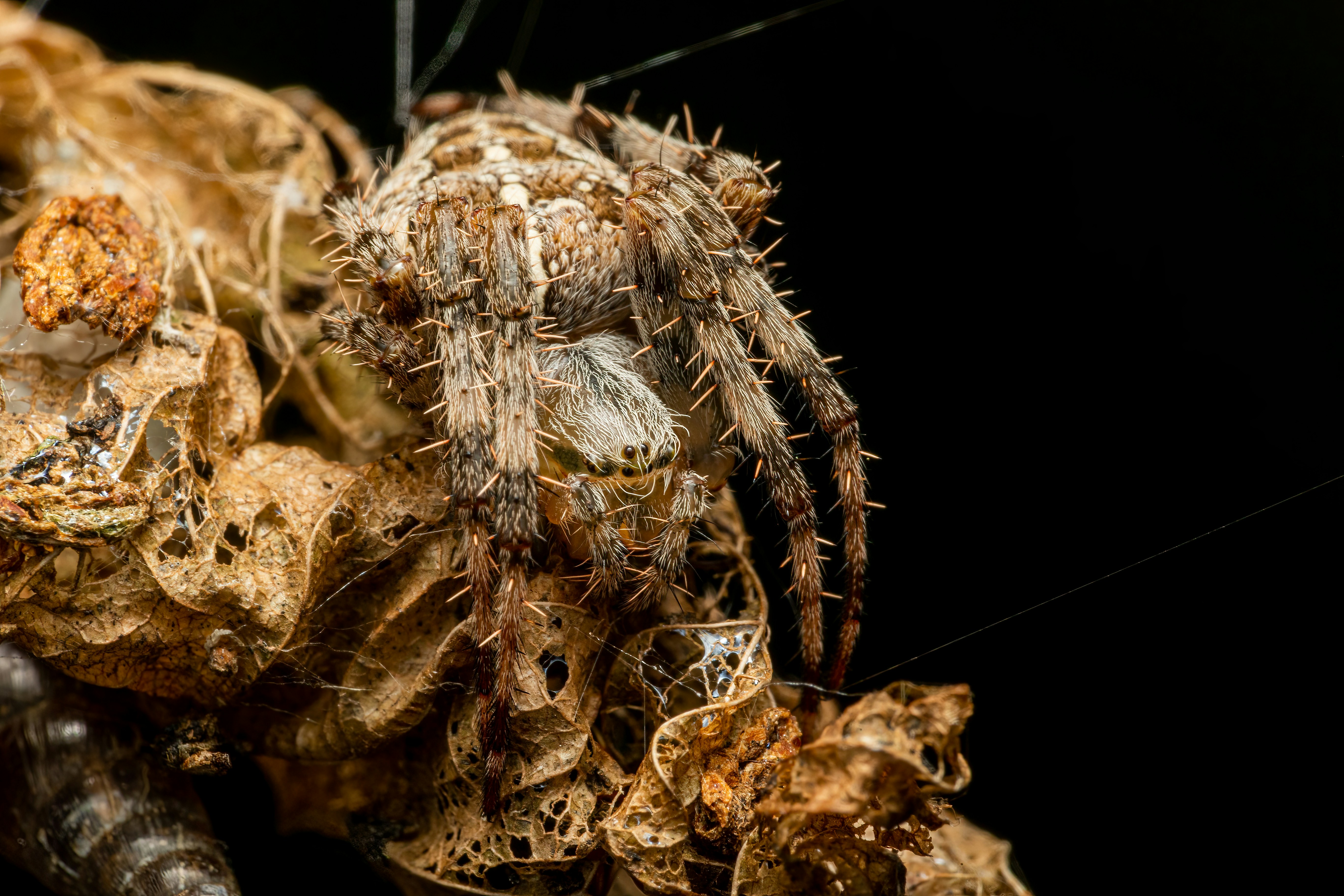 Hairy Sentinel on Withered Foliage