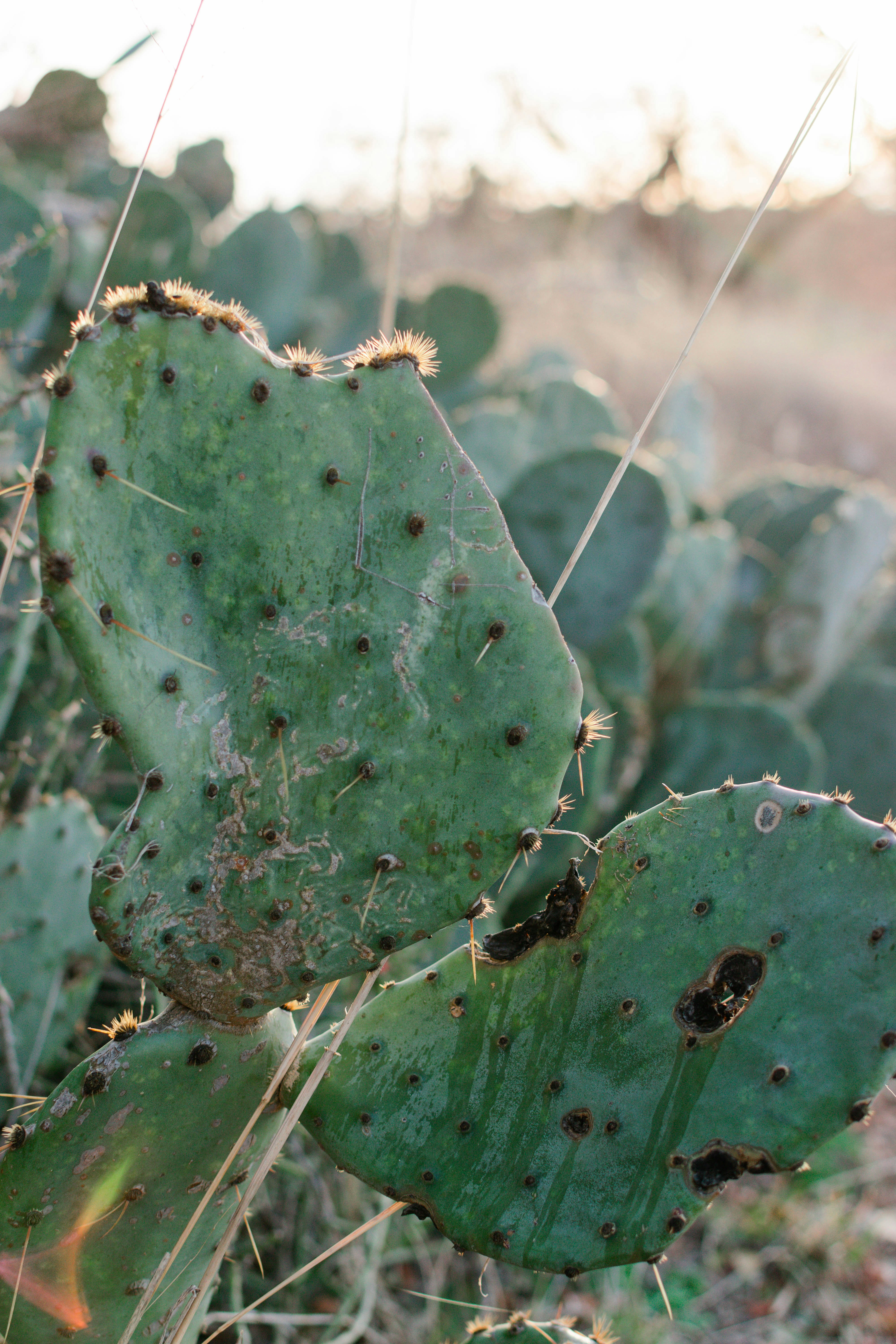 Prickly Frontier: A Close-Up of Prickly Pear Fangs in Soft Sunlight