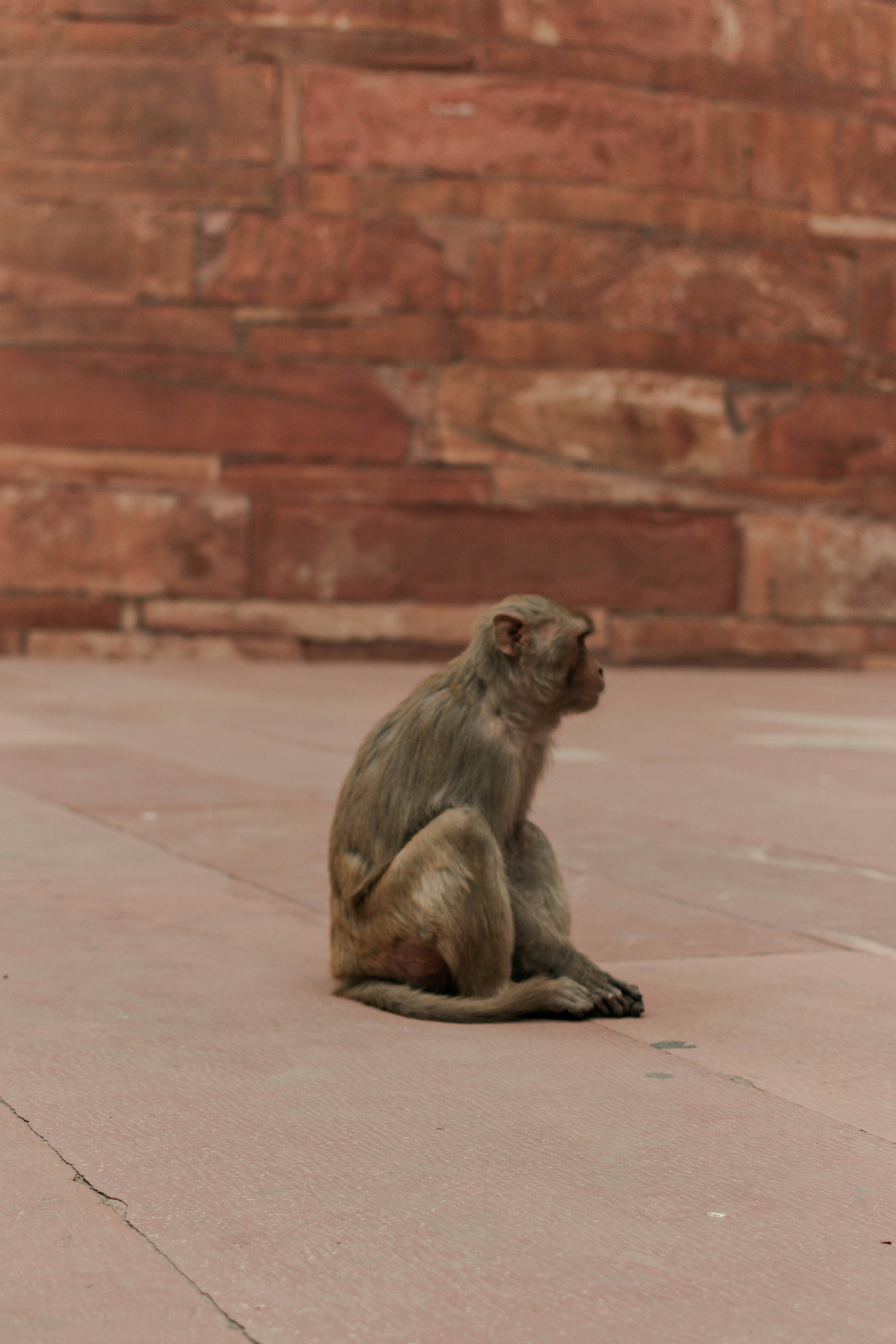 Monkey on sidewalk at Agra Fort