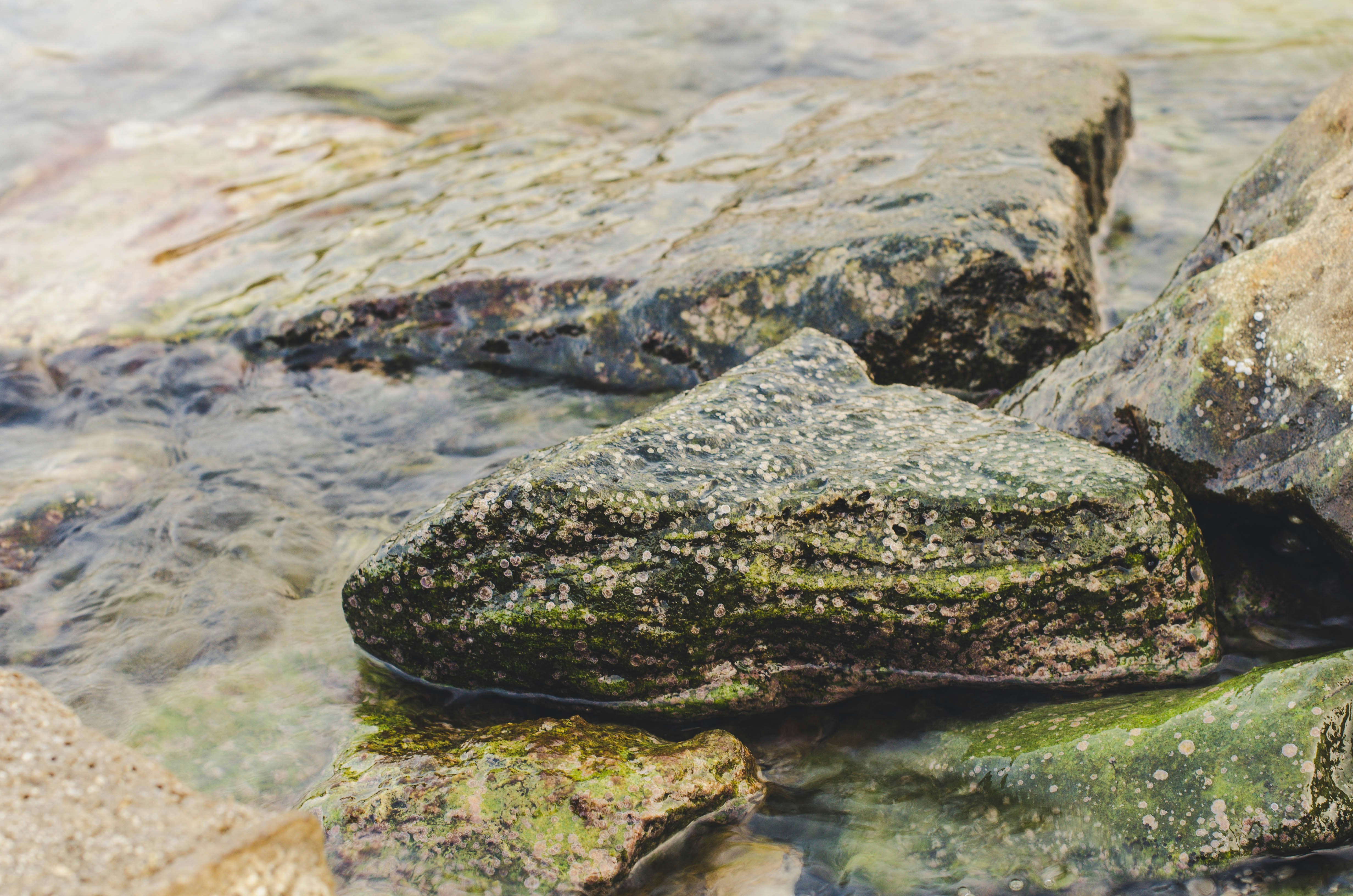 Lichen-veiled Boulder Standing Guard Over Quiet Tidal Waters