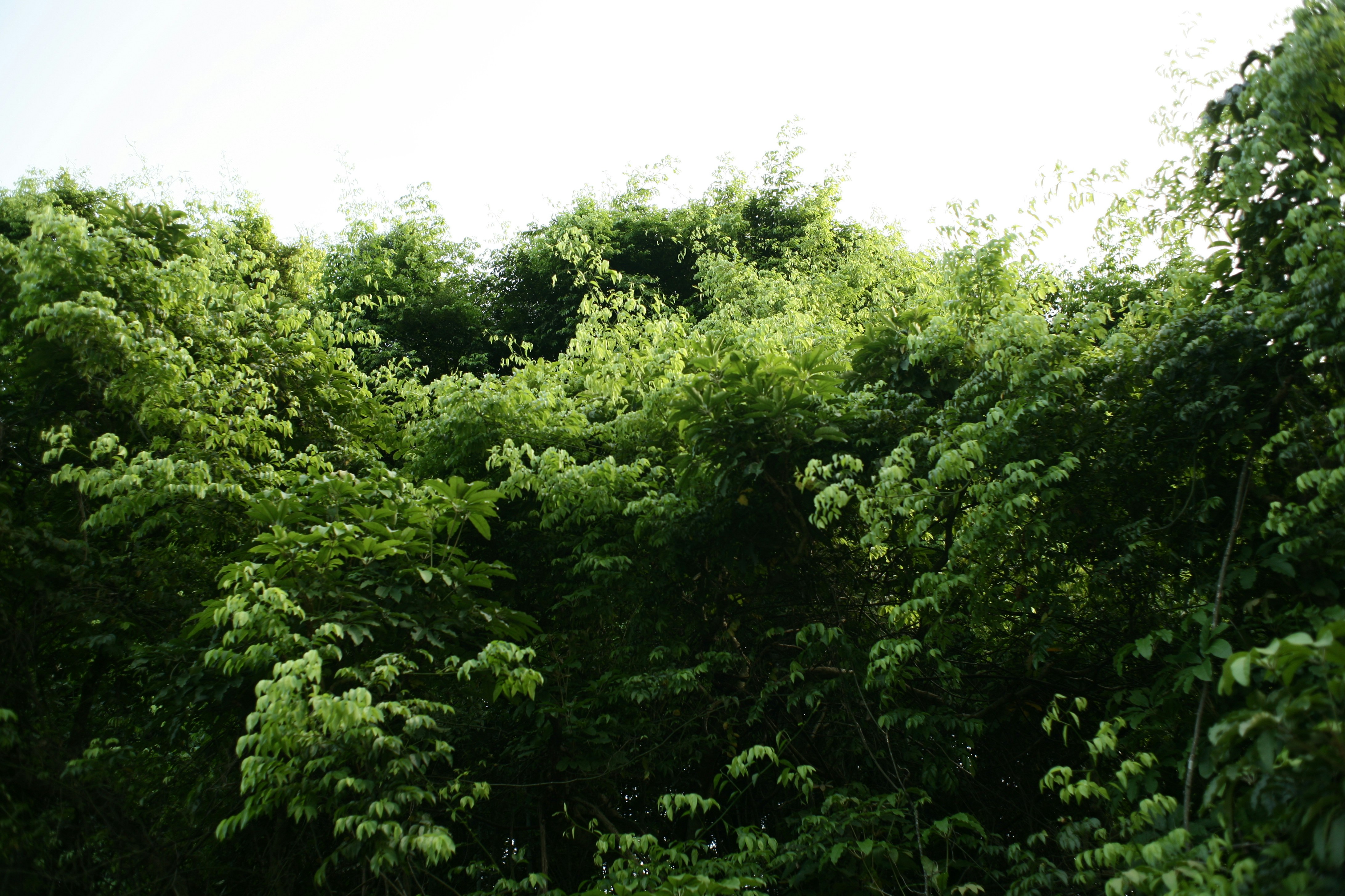 Dense foliage creates a vibrant green canopy, showcasing a variety of leaves and textures under soft daylight.