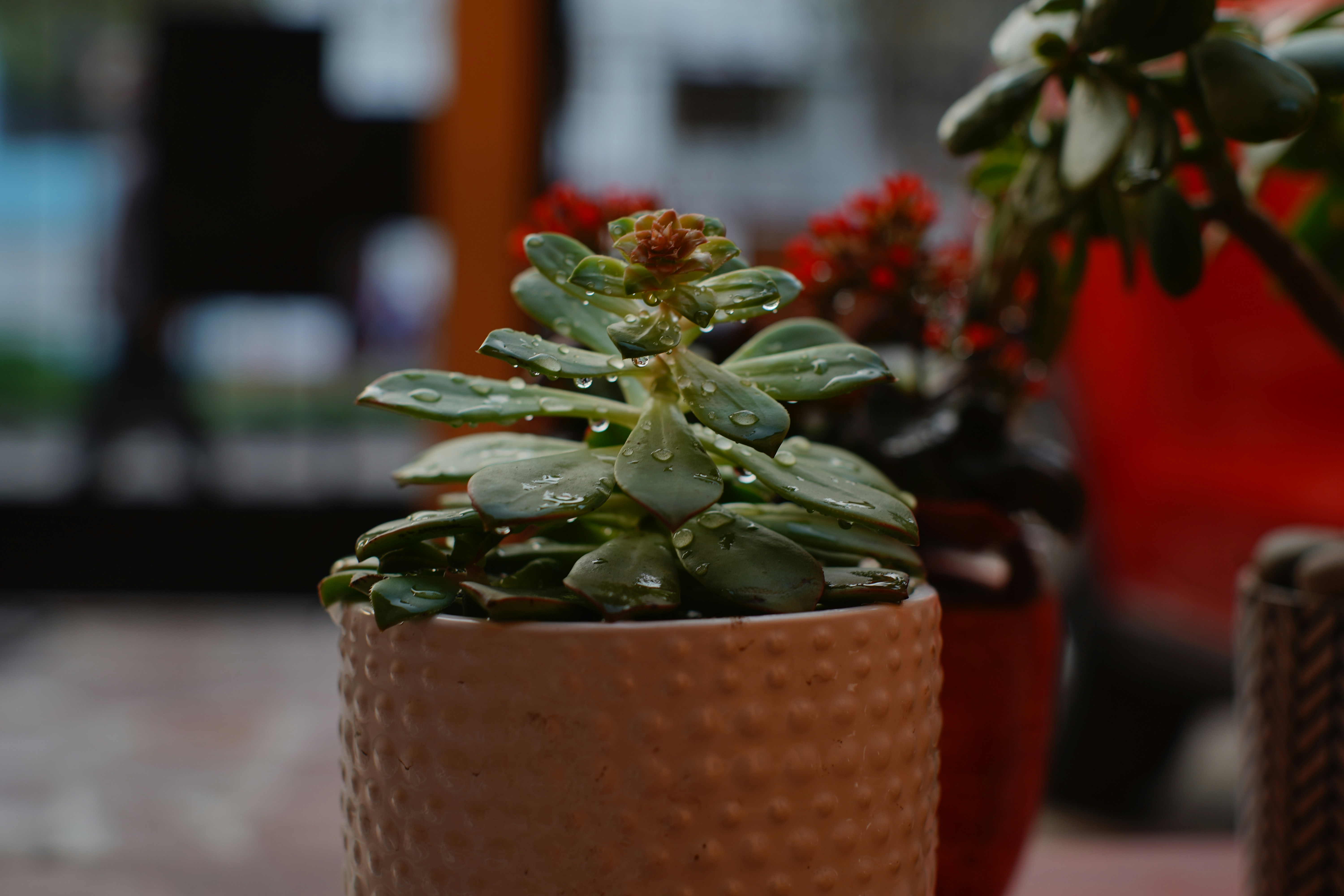 Dew-Kissed Succulent in a Textured Pot Against a Softly Blurred Urban Backdrop