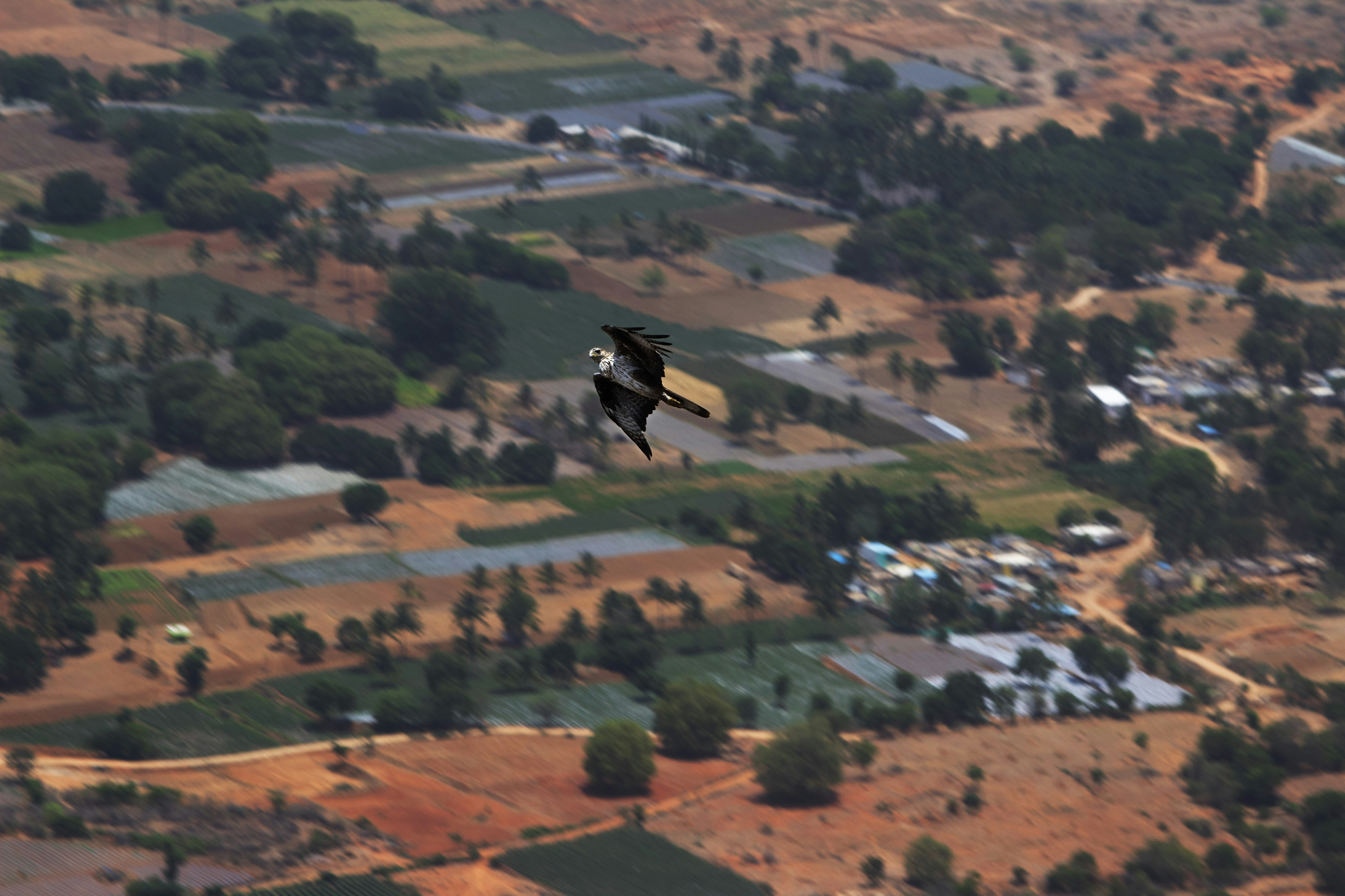 A soaring eagle glides gracefully above a mosaic of farmland, showcasing the vibrant colors of the landscape below.