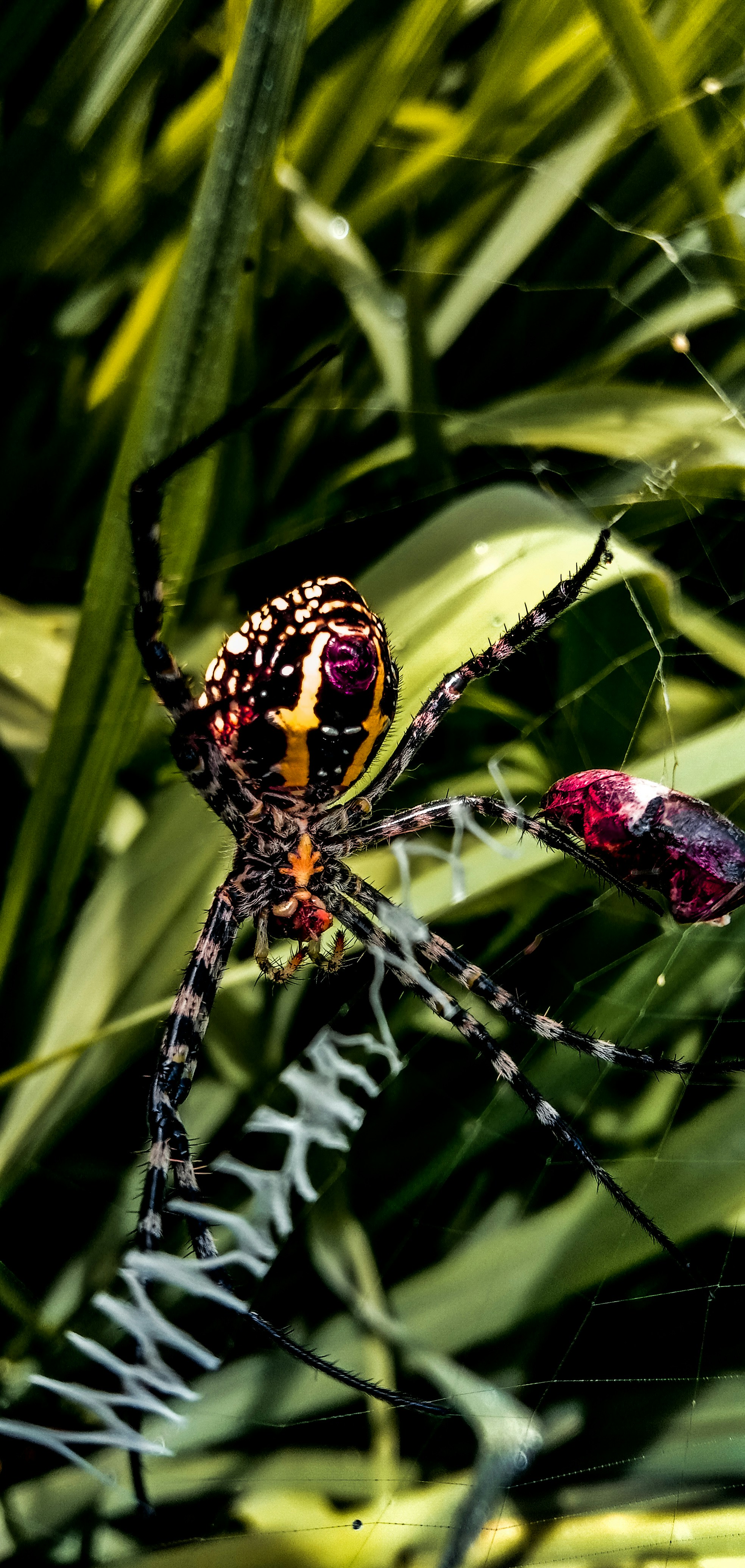 A close up of a spider on a plant photo – Free Insect Image on Unsplash