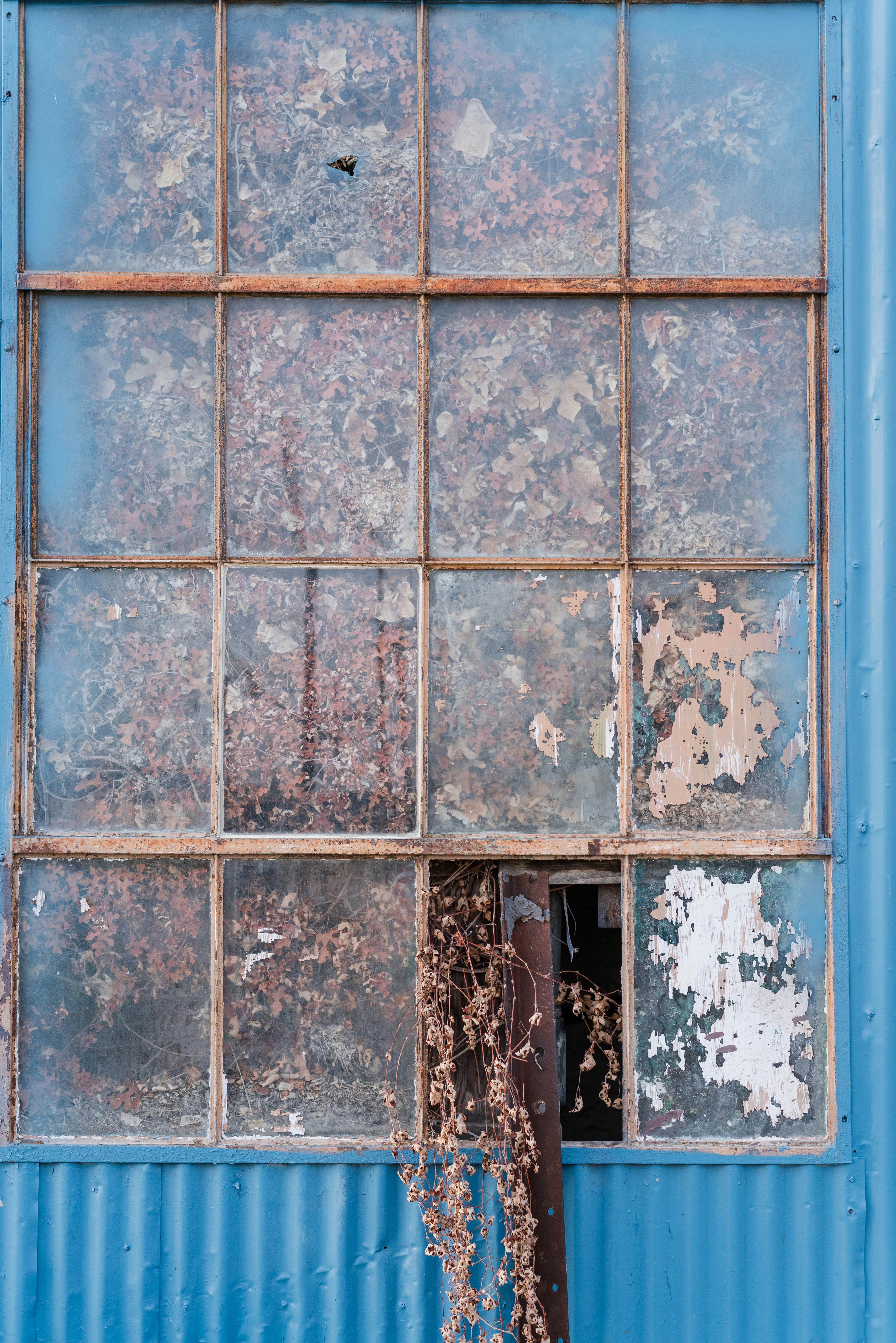 Weathered window frame revealing remnants of nature and decay, with dried vines spilling through a gap. 