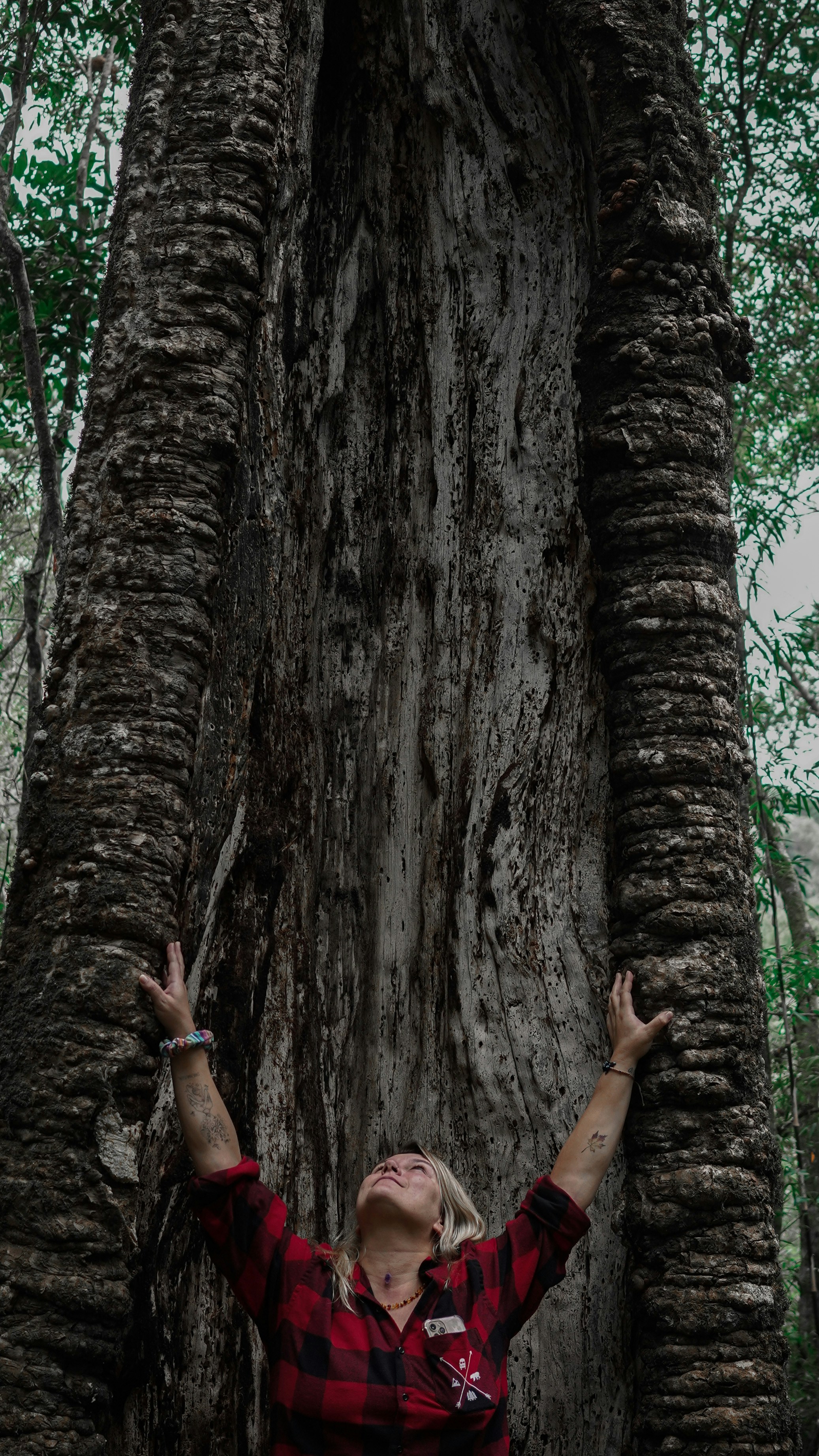 Hug of the Ancient Giant: A forest portrait of endurance with a colossal tree