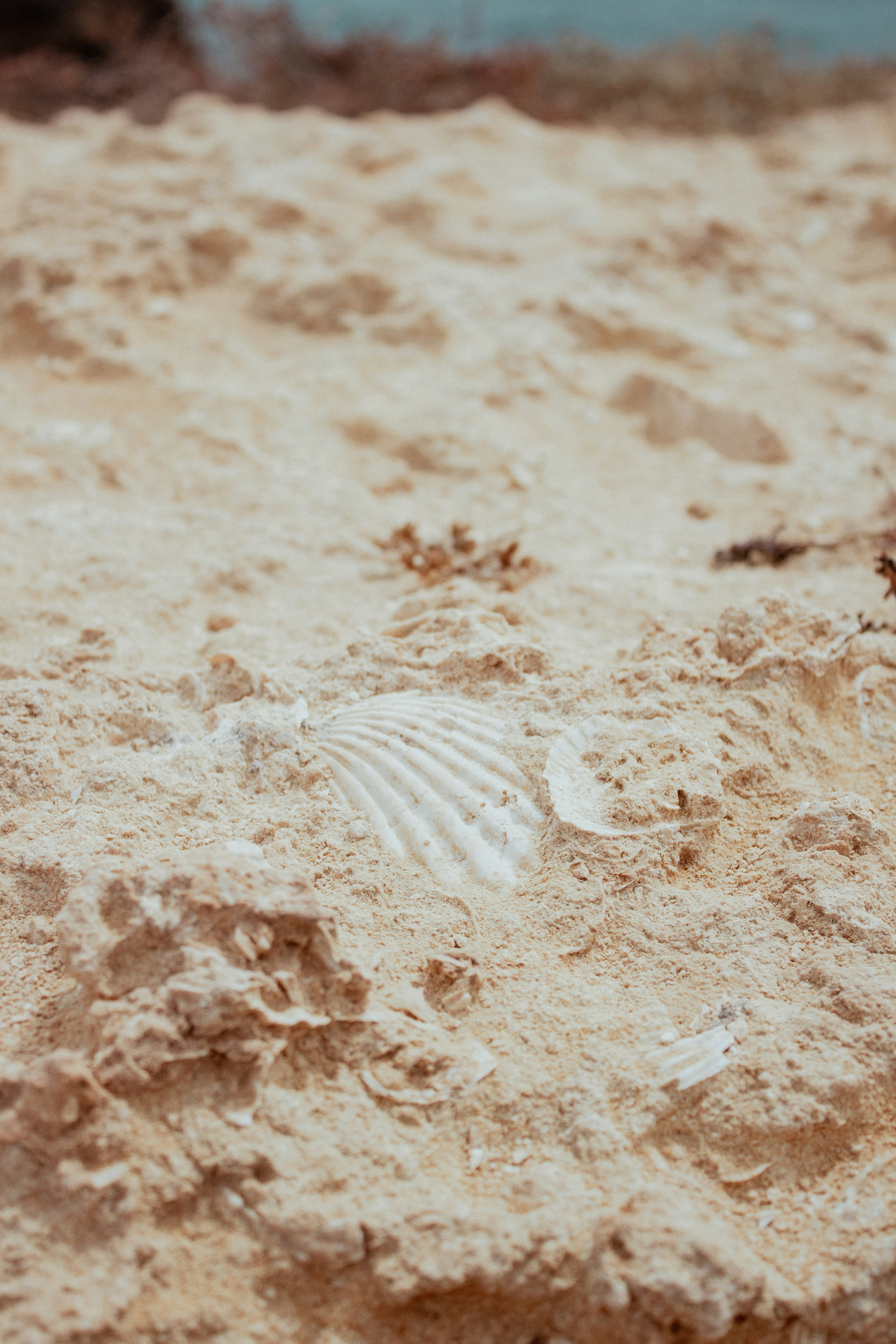Sunlit Sand: A Half-Buried Scallop Shell Anchoring the Quiet Shore