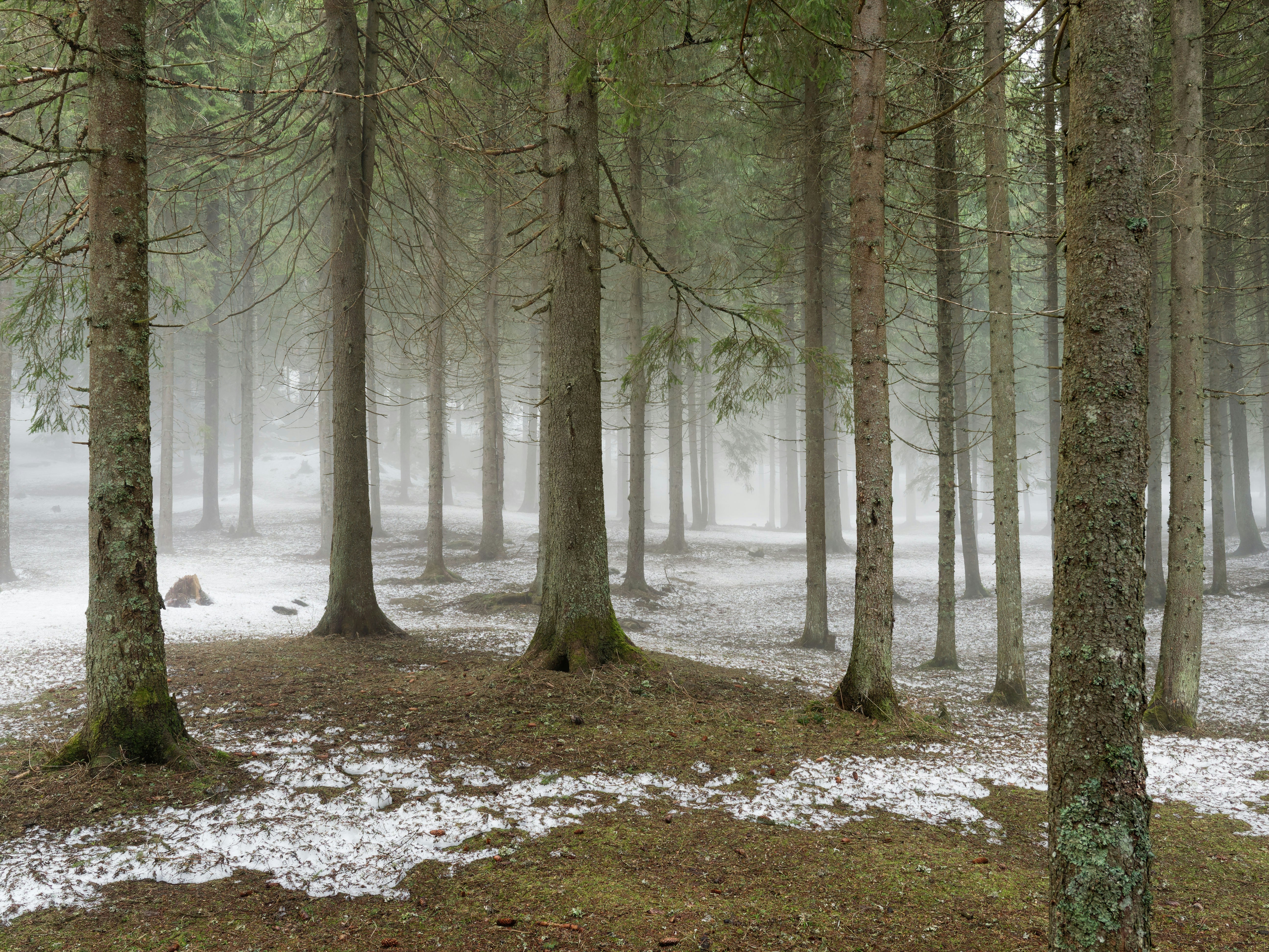 A serene winter forest scene shrouded in mist, with tall trees standing amidst patches of snow and earthy ground. The atmosphere evokes a sense of tranquility and mystery.