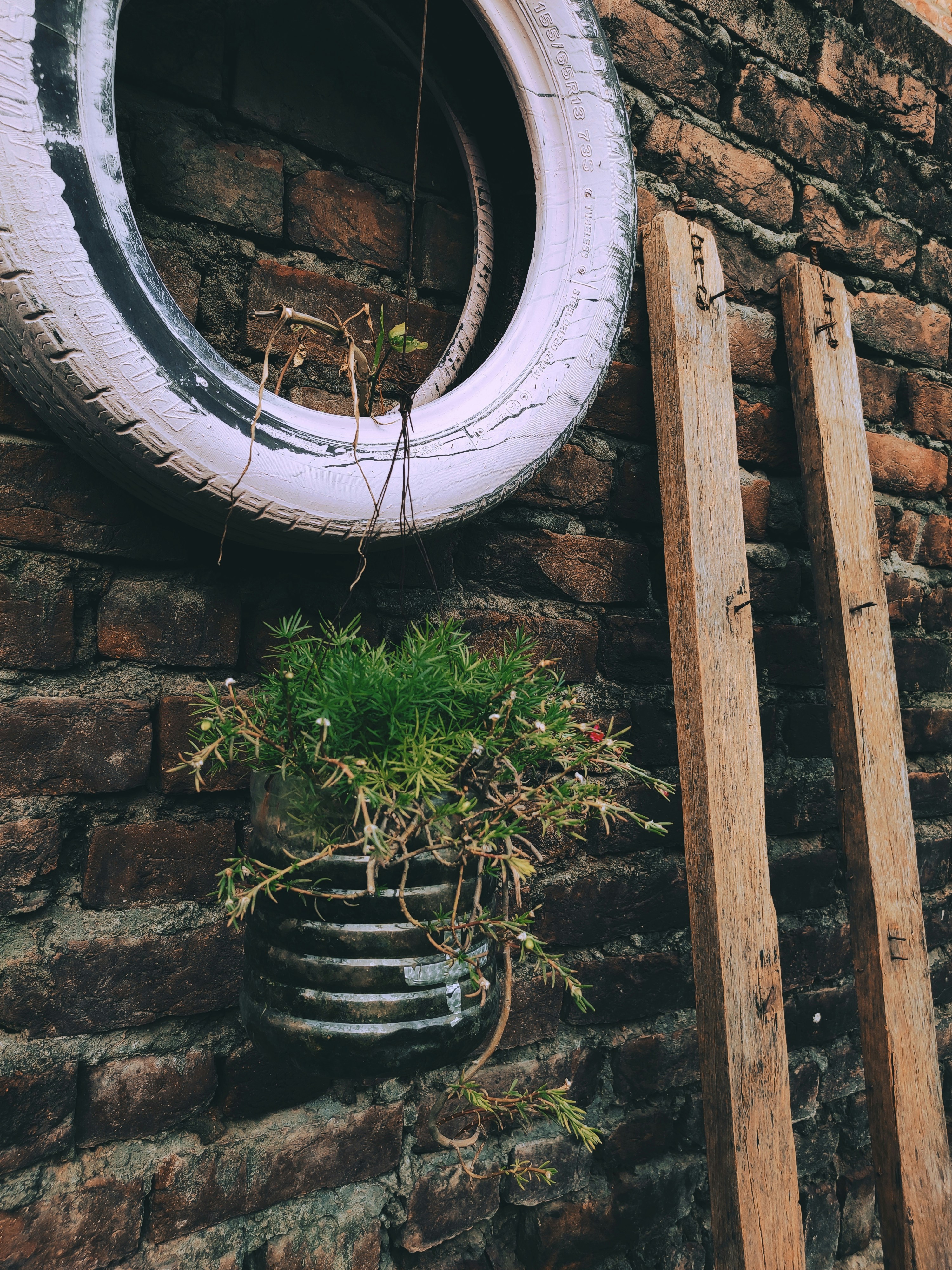 Upcycled Oasis: A Tire Planter Clinging to Rustic Brickwork