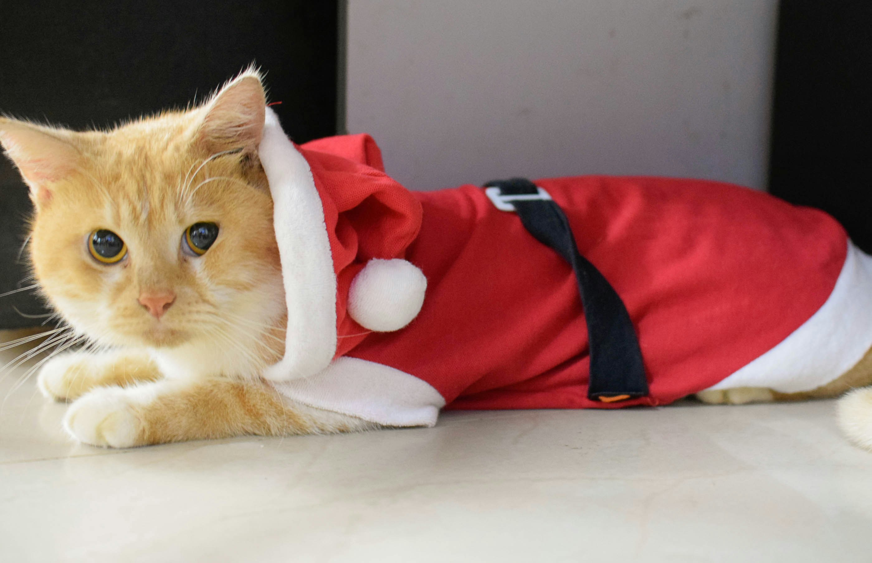 An orange cat wearing a santa clause outfit photo – Free Animal Image ...