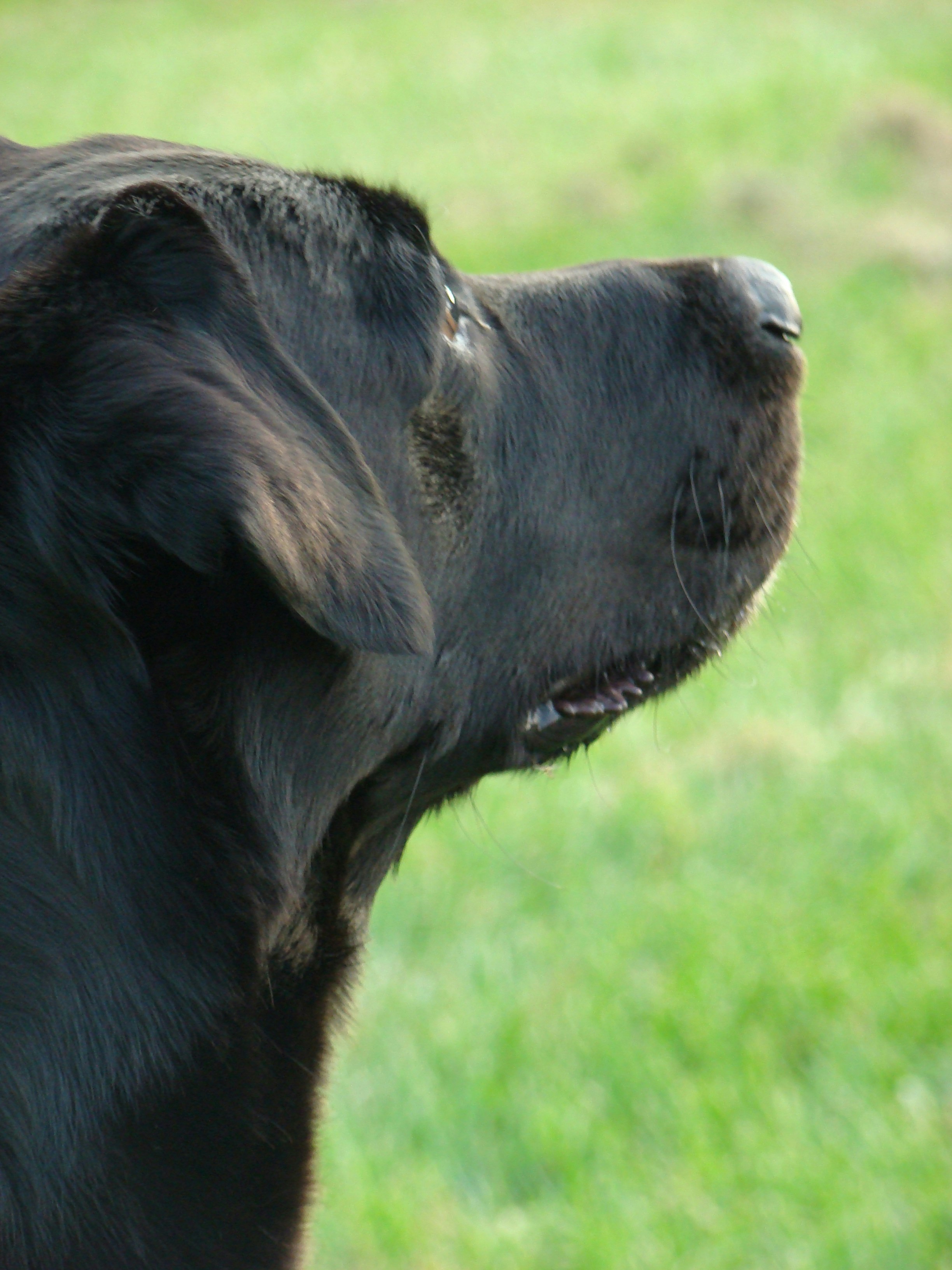 Profile of a black dog gazing thoughtfully into the distance, with a blurred green background suggesting a natural setting.