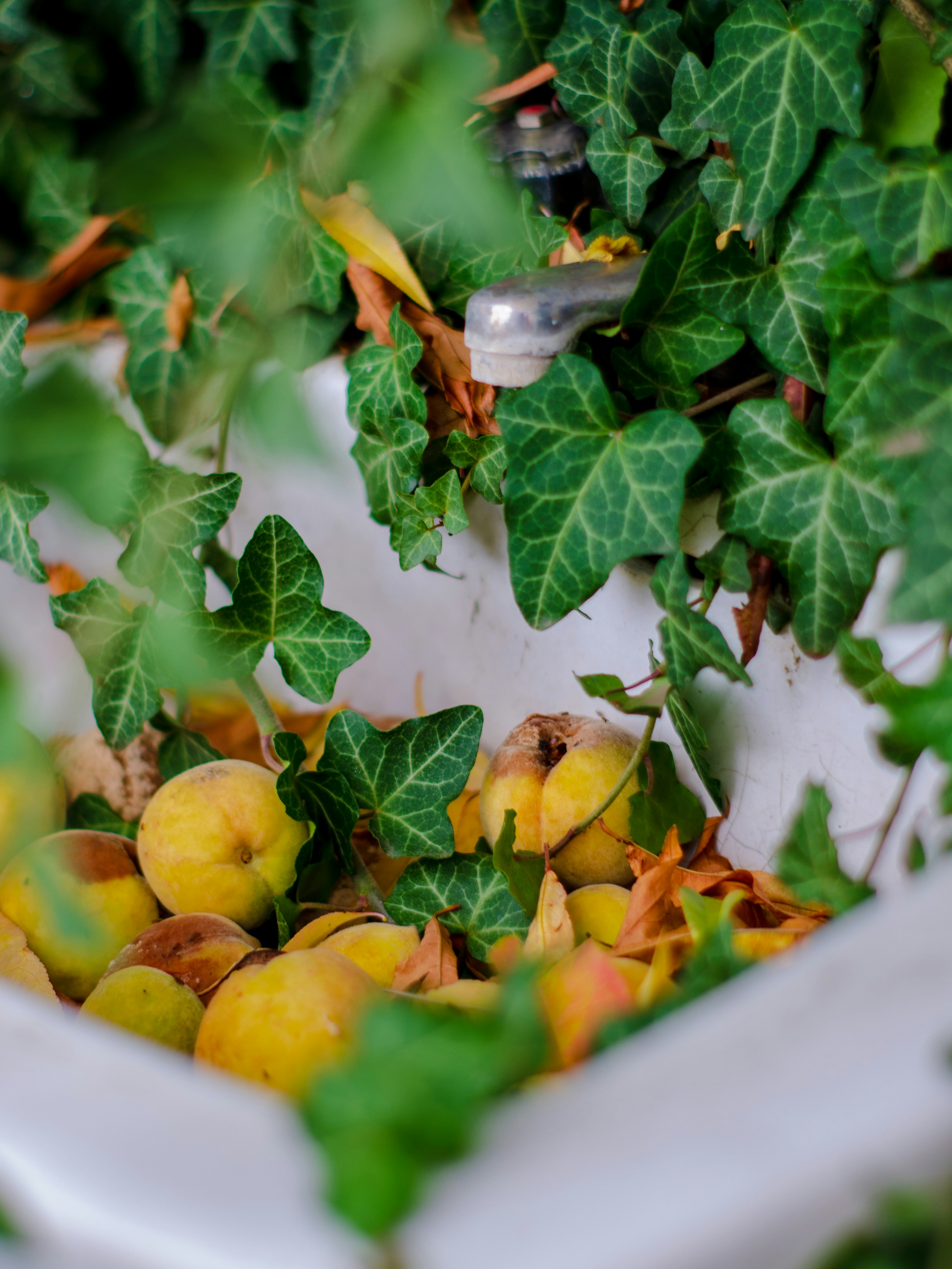 Ivy-Crowned Harvest: Fruits Hidden Beneath Green Veils