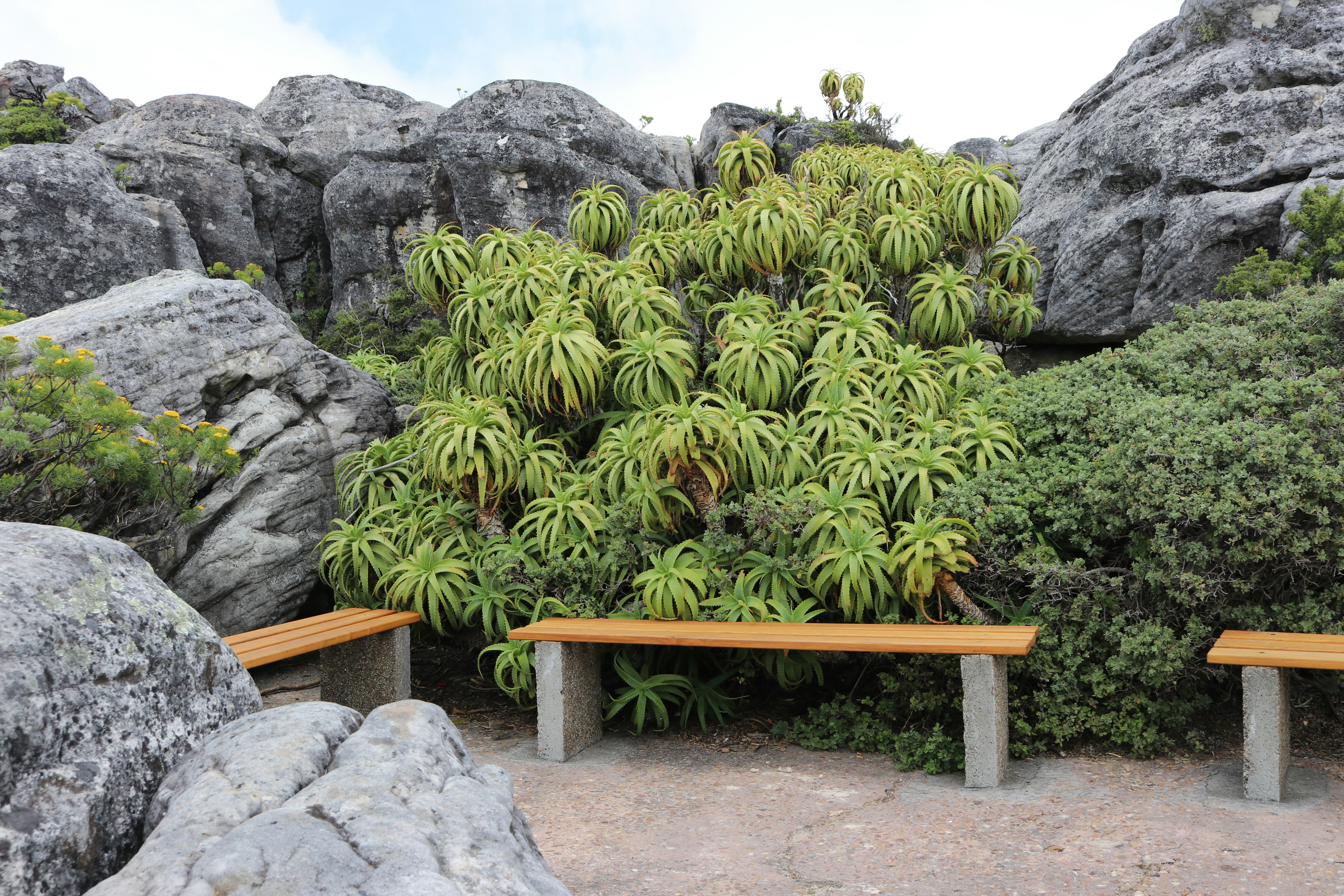 a couple of wooden benches sitting next to a tree