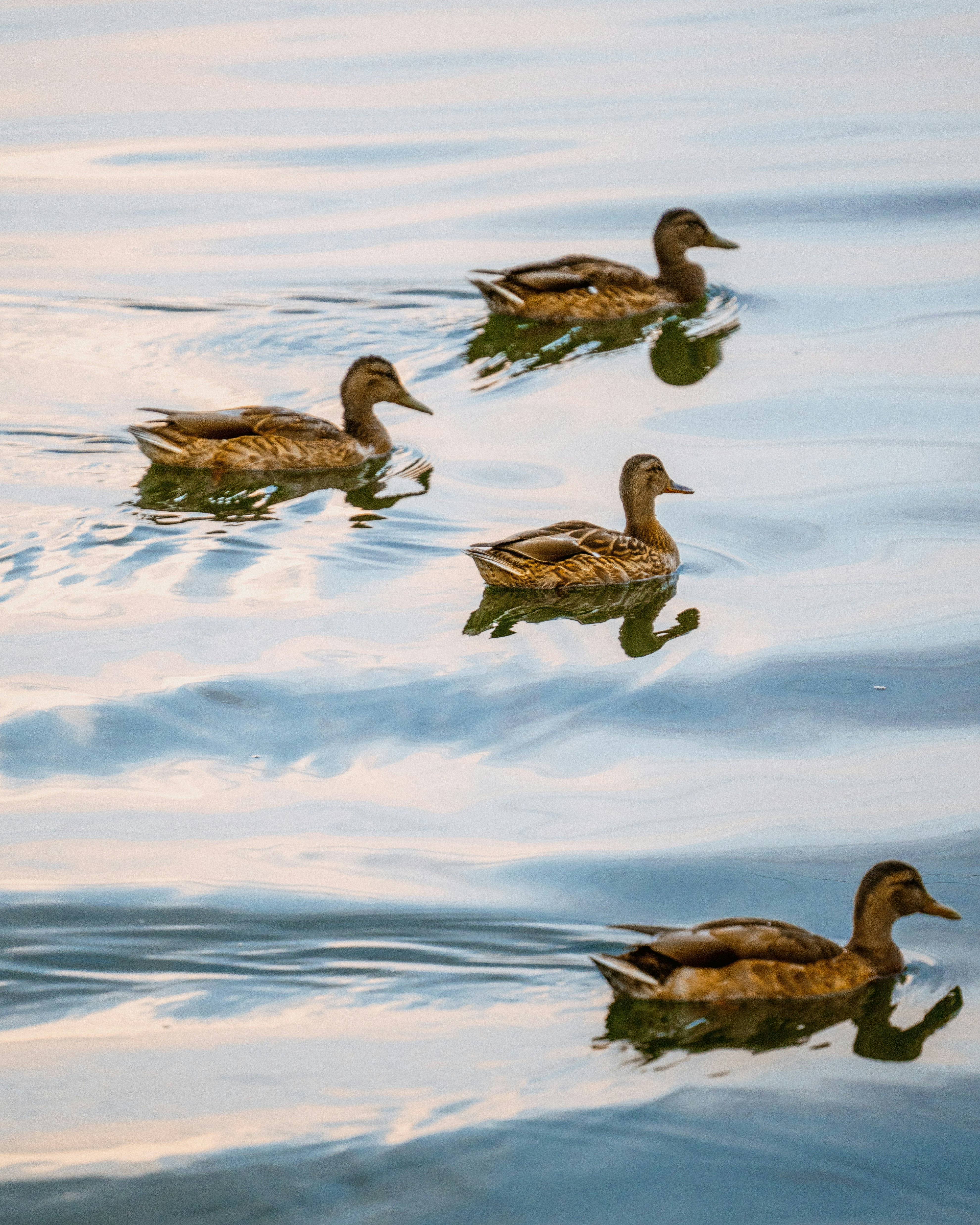 Four ducks gliding gracefully across a shimmering water surface, creating gentle ripples that reflect the soft hues of the sky.