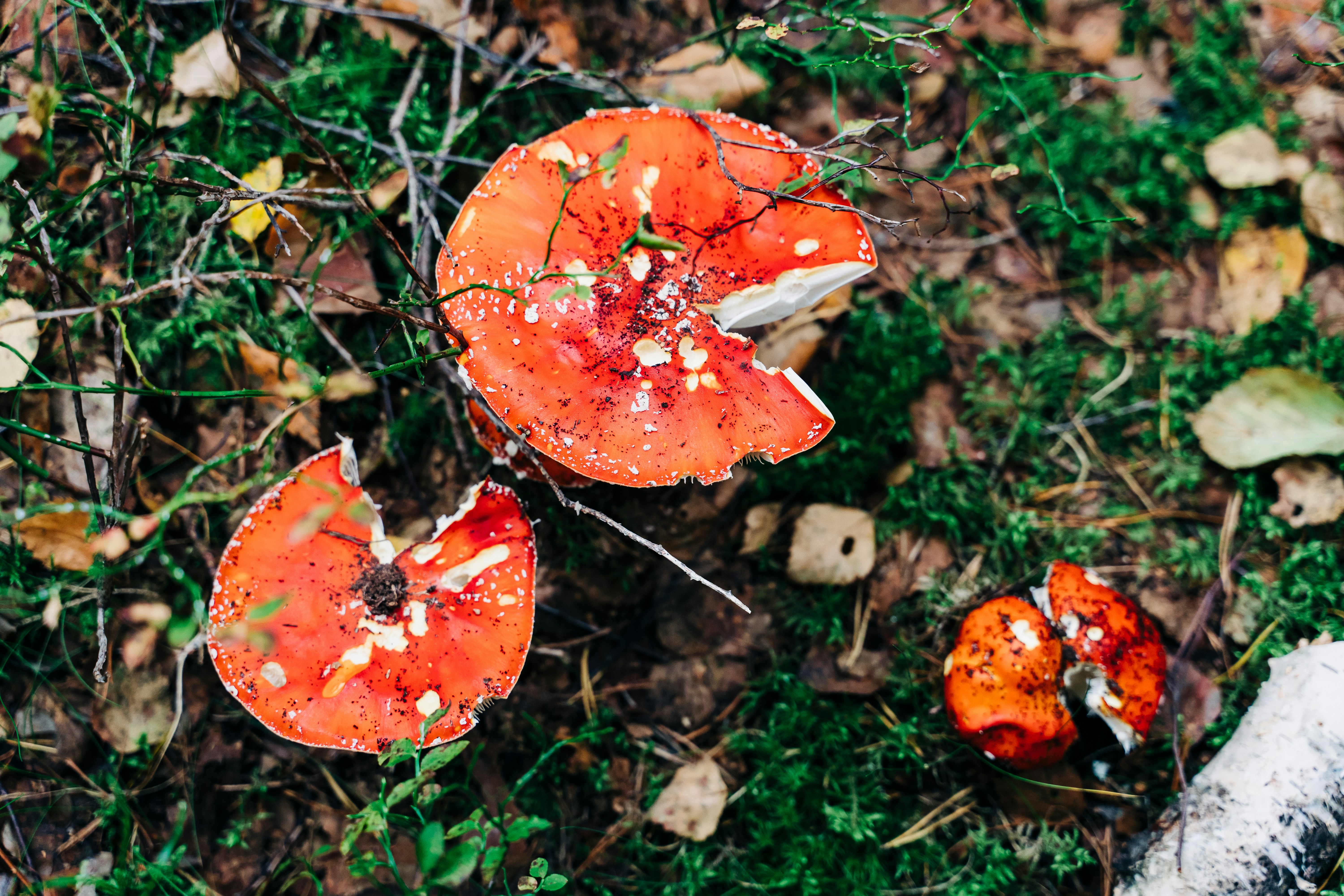 Bright red mushrooms with white spots growing amidst green moss and fallen leaves in a forest setting.