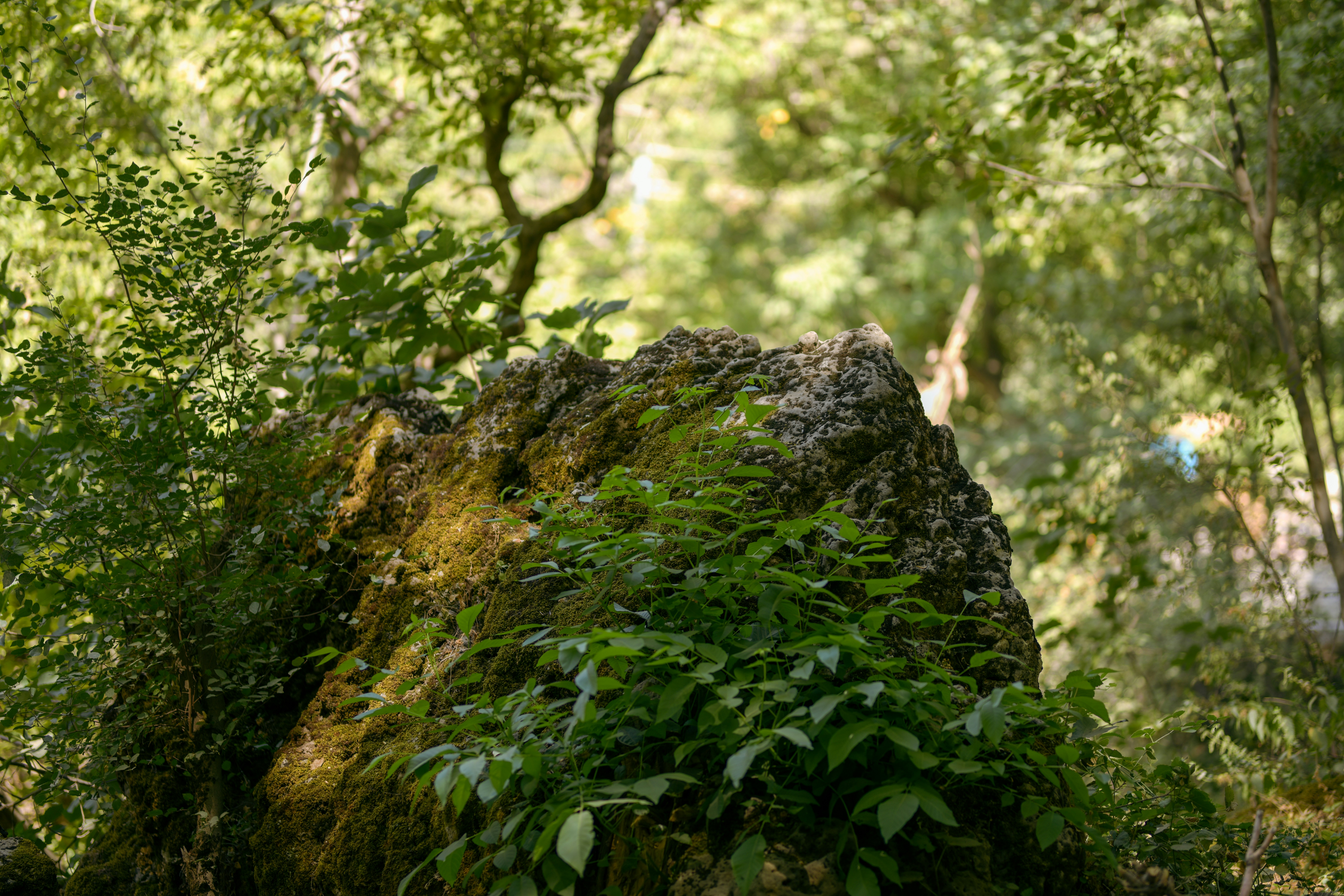 Un gros rocher au milieu d’une forêt photo – Photo Fond vert Gratuite ...