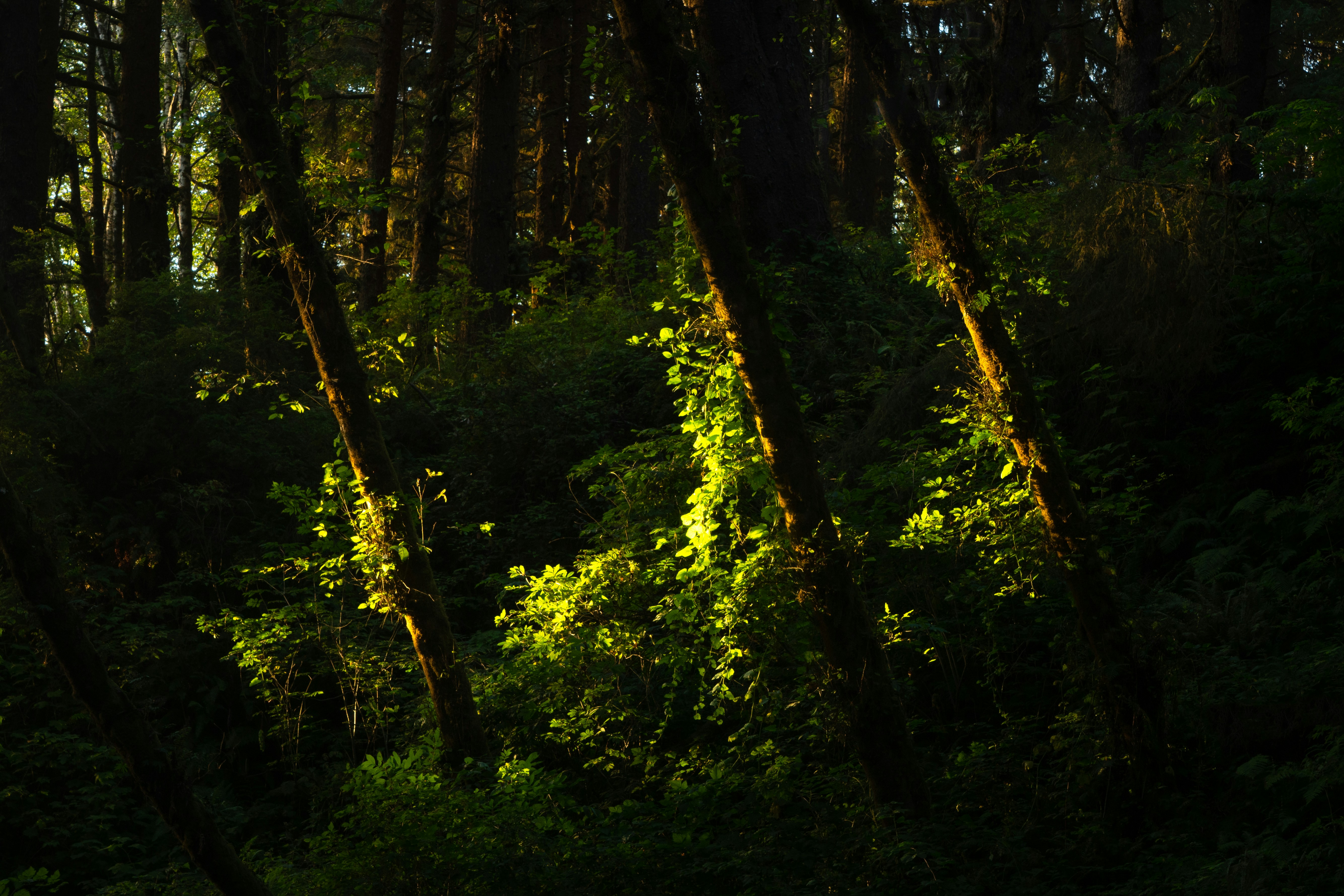 Sunlight filters through the dense forest, illuminating vibrant green foliage and tree trunks. The interplay of light and shadow creates a serene atmosphere.