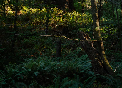 Sunlit Thread Across a Fern-Filled Trunk in Deep Forest