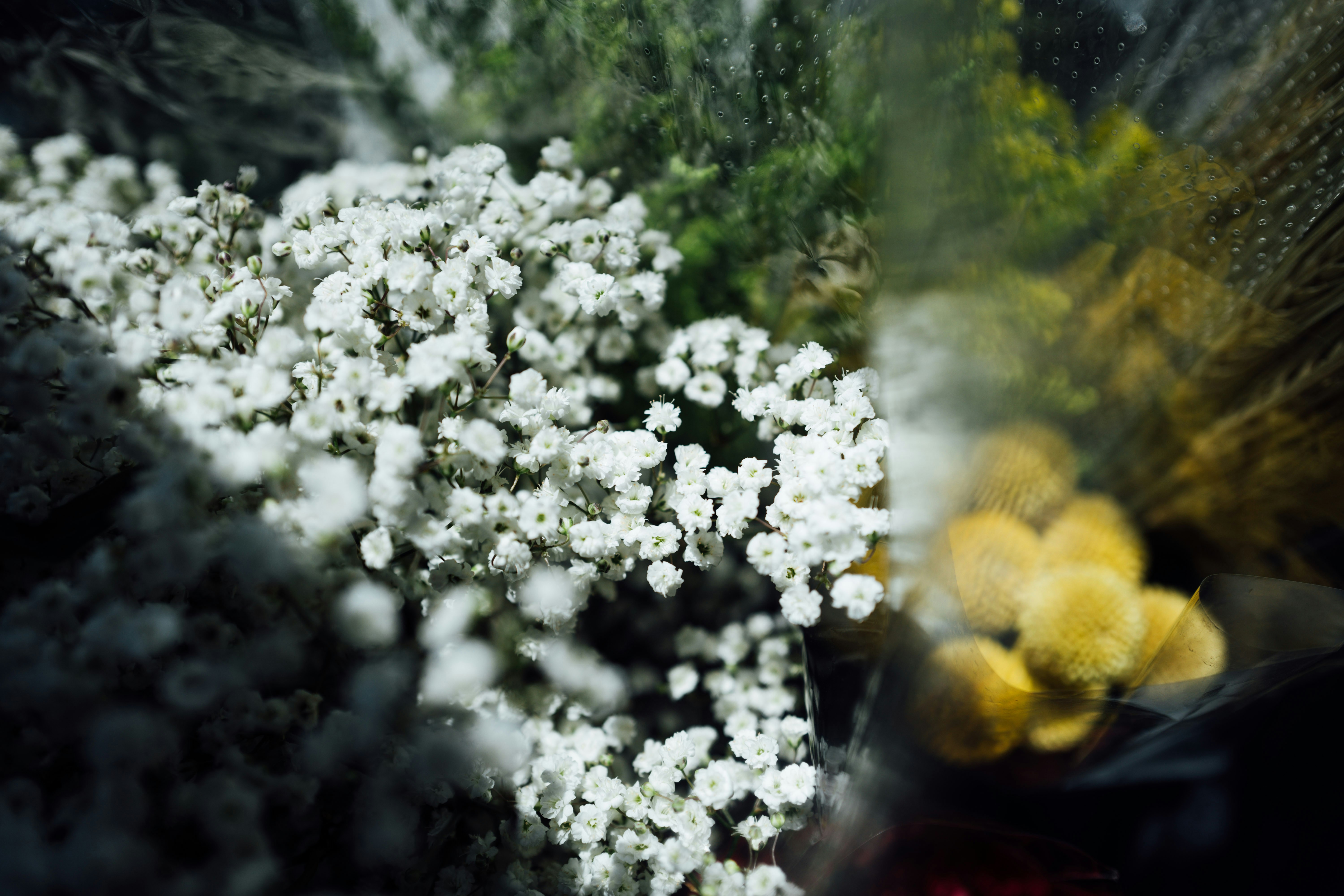 Quiet Cluster: Baby's Breath Framed by Warm Blur