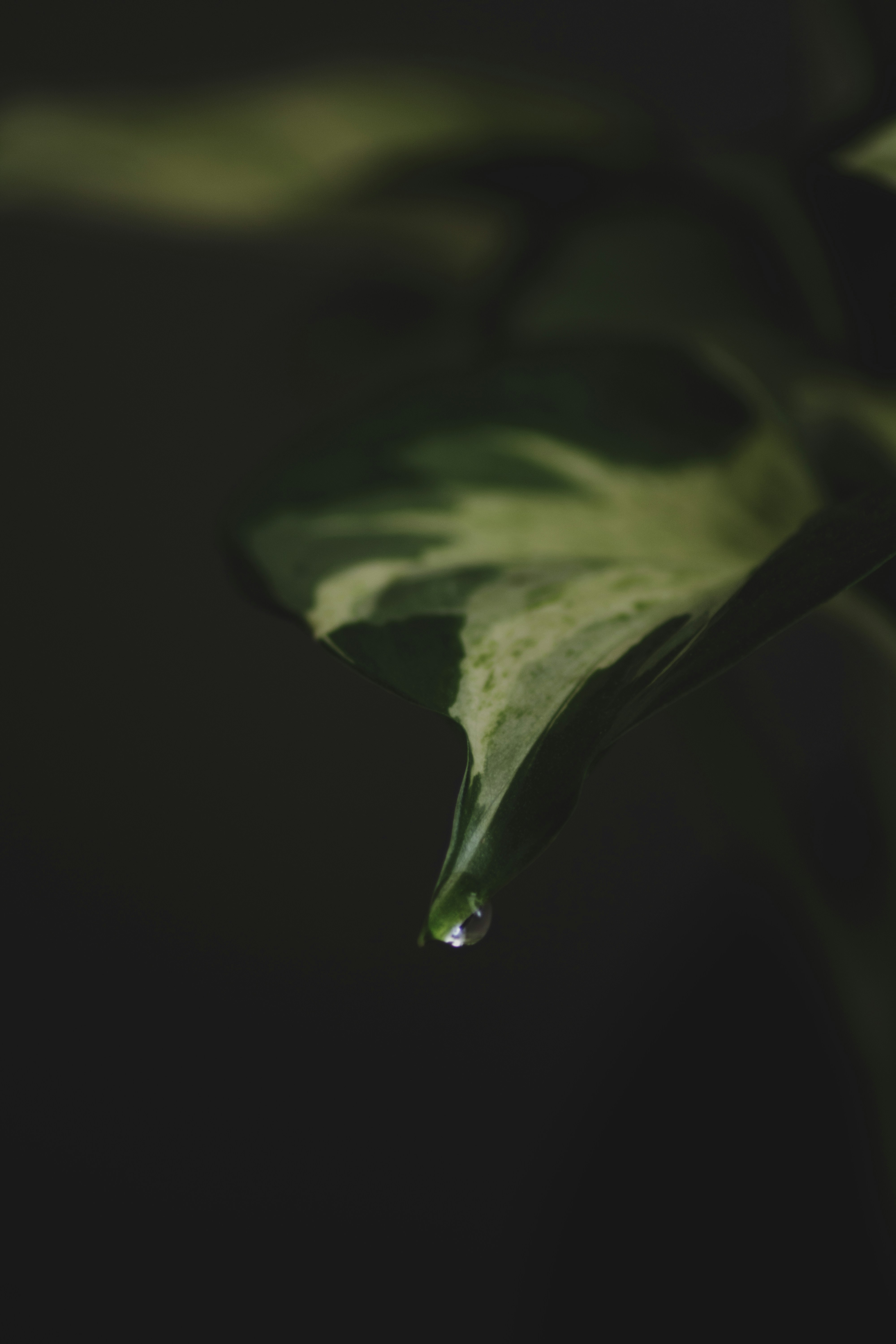 Close-up of a green leaf with a droplet of water poised at its tip, set against a dark background.