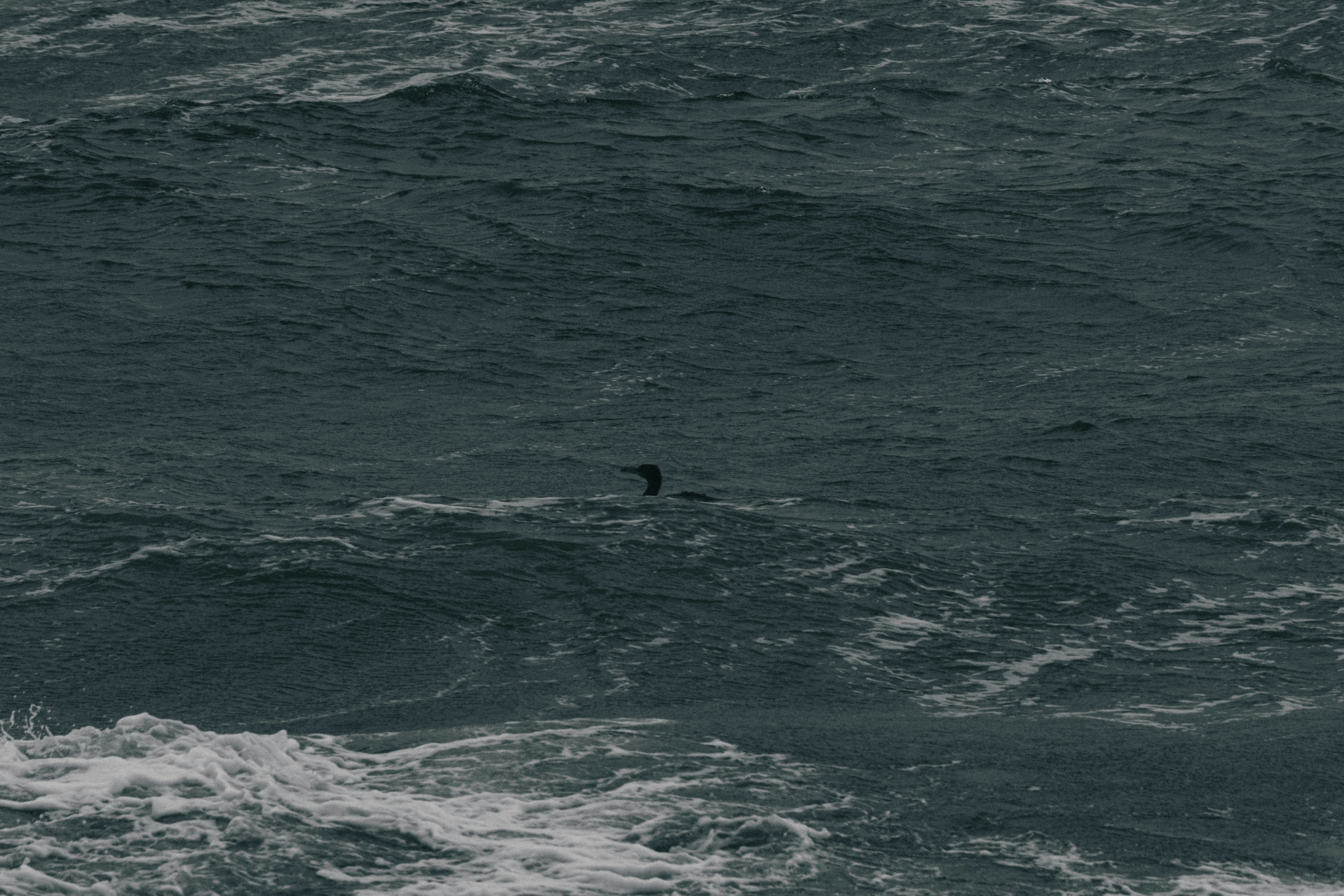 a bird flying over a body of water