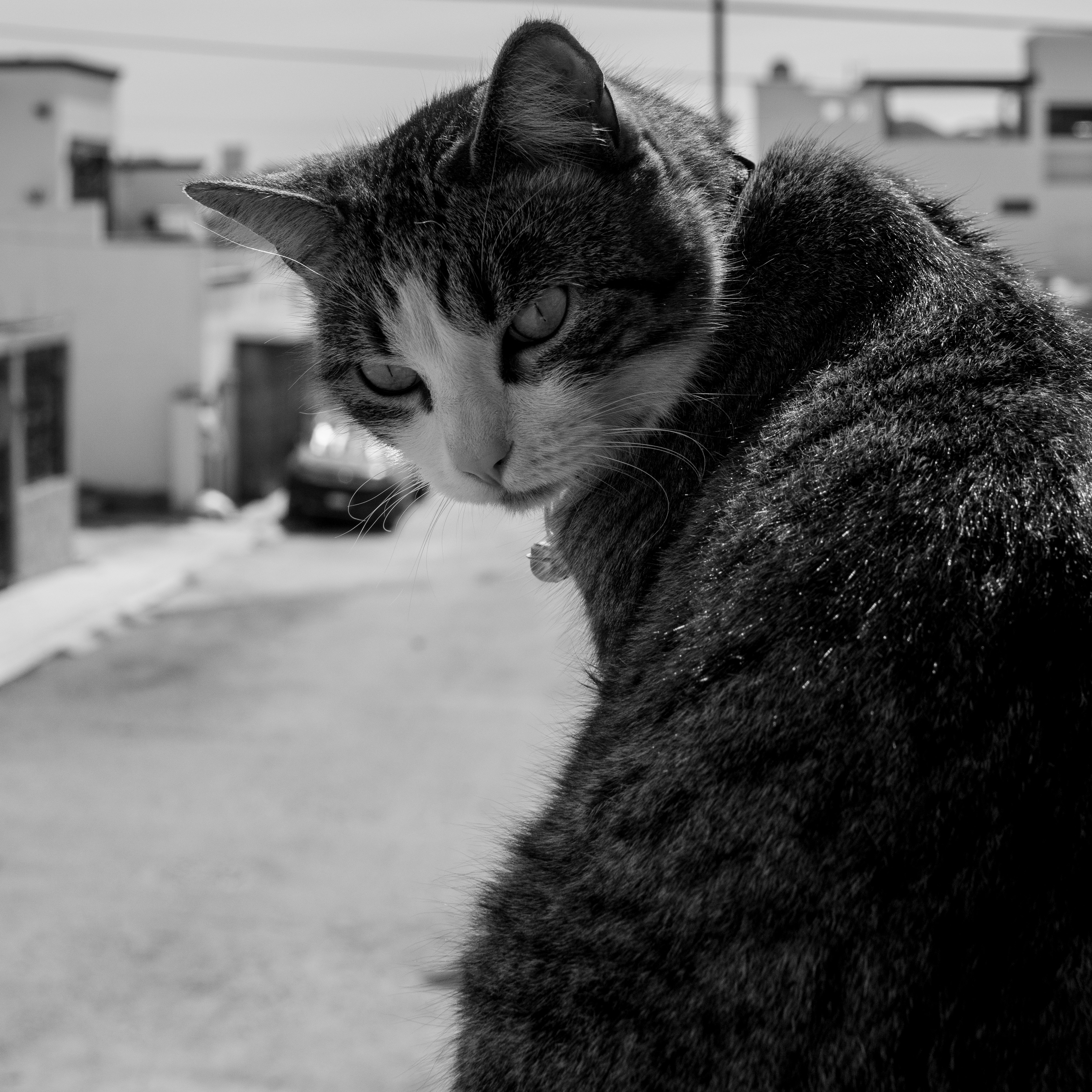 Two-Tone Cat in Evening Light Turns Its Glance Toward the Street