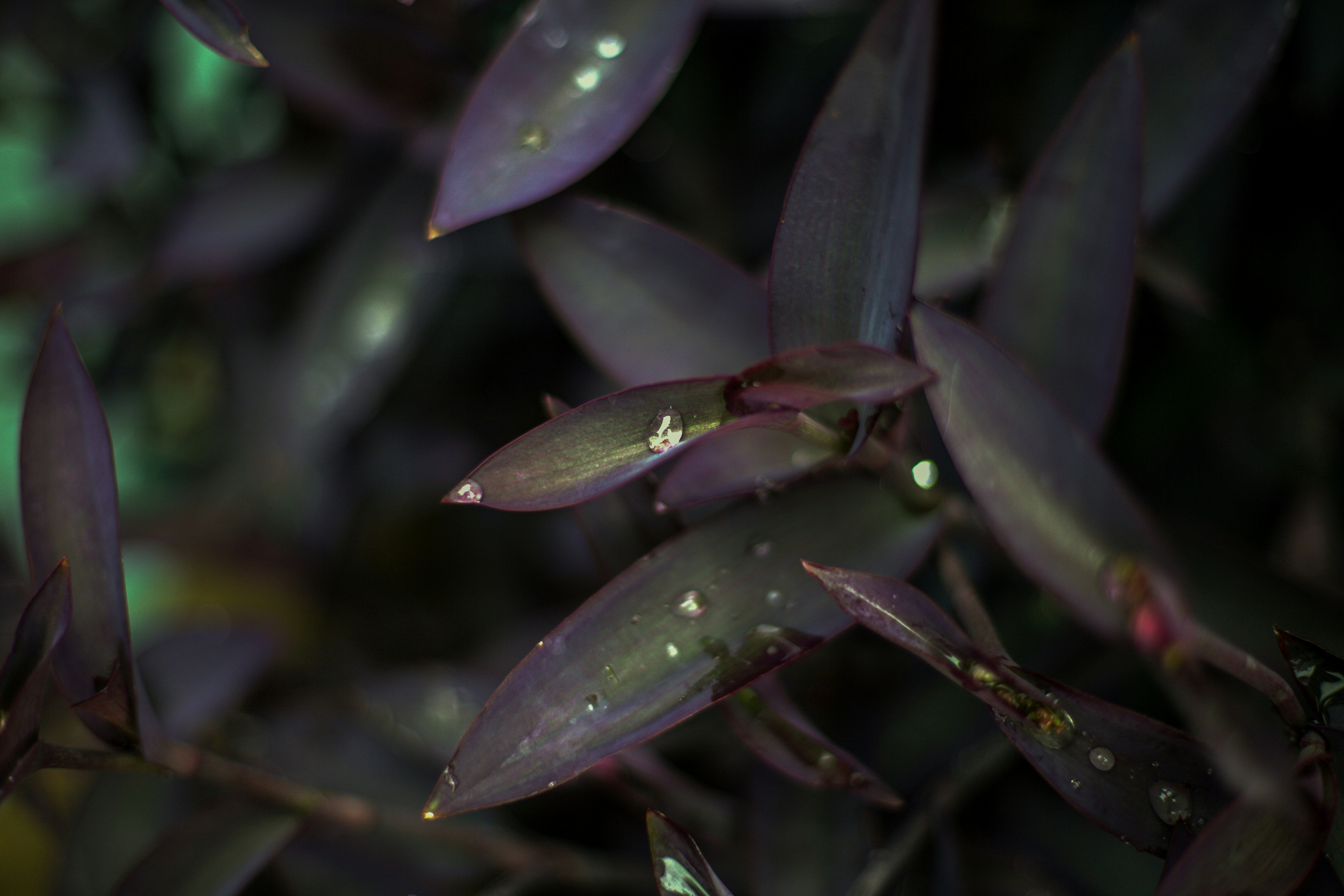 a close up of a plant with water droplets on it