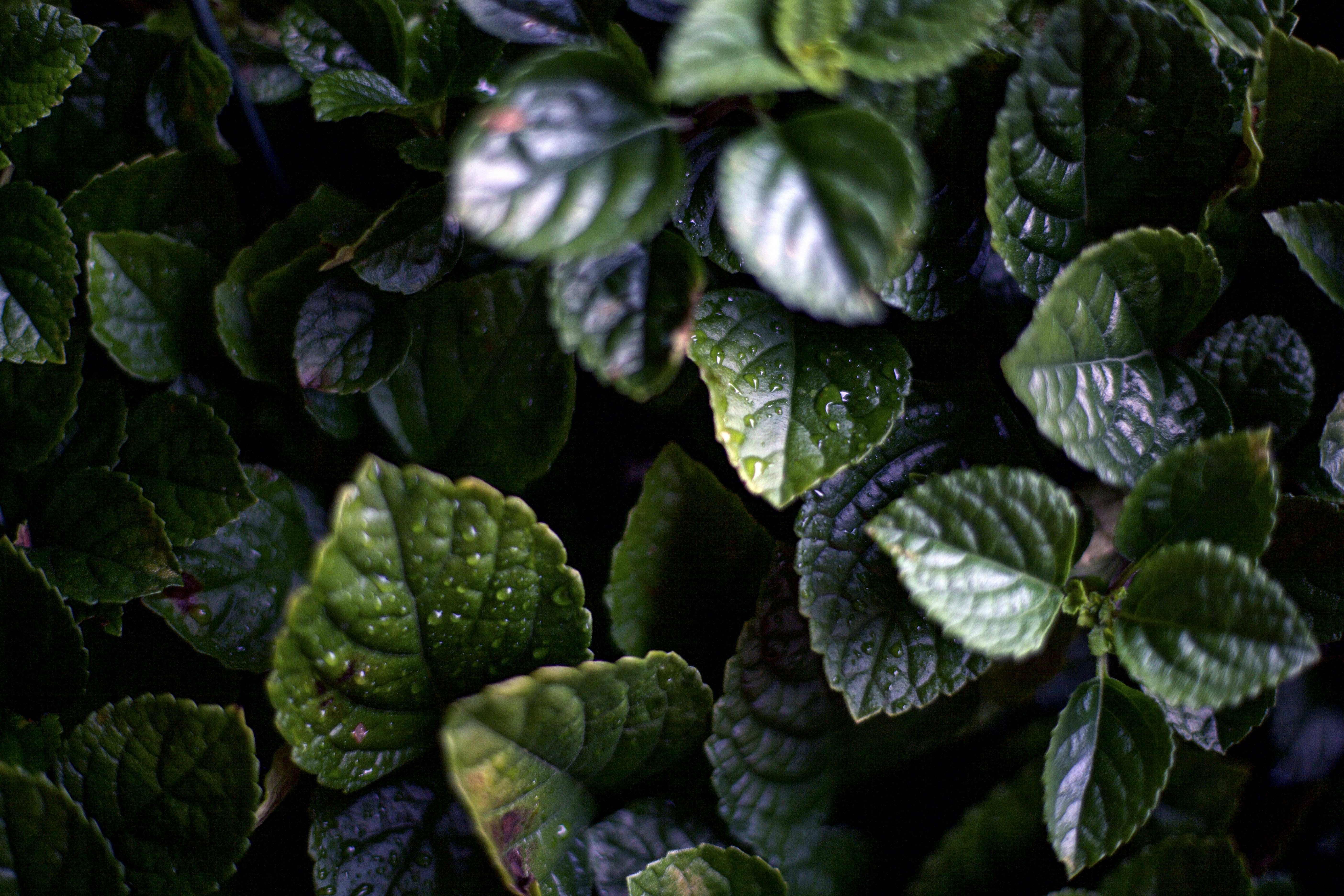 Dew-Kissed Veins: A Close-Up of Velvet Green Leaves