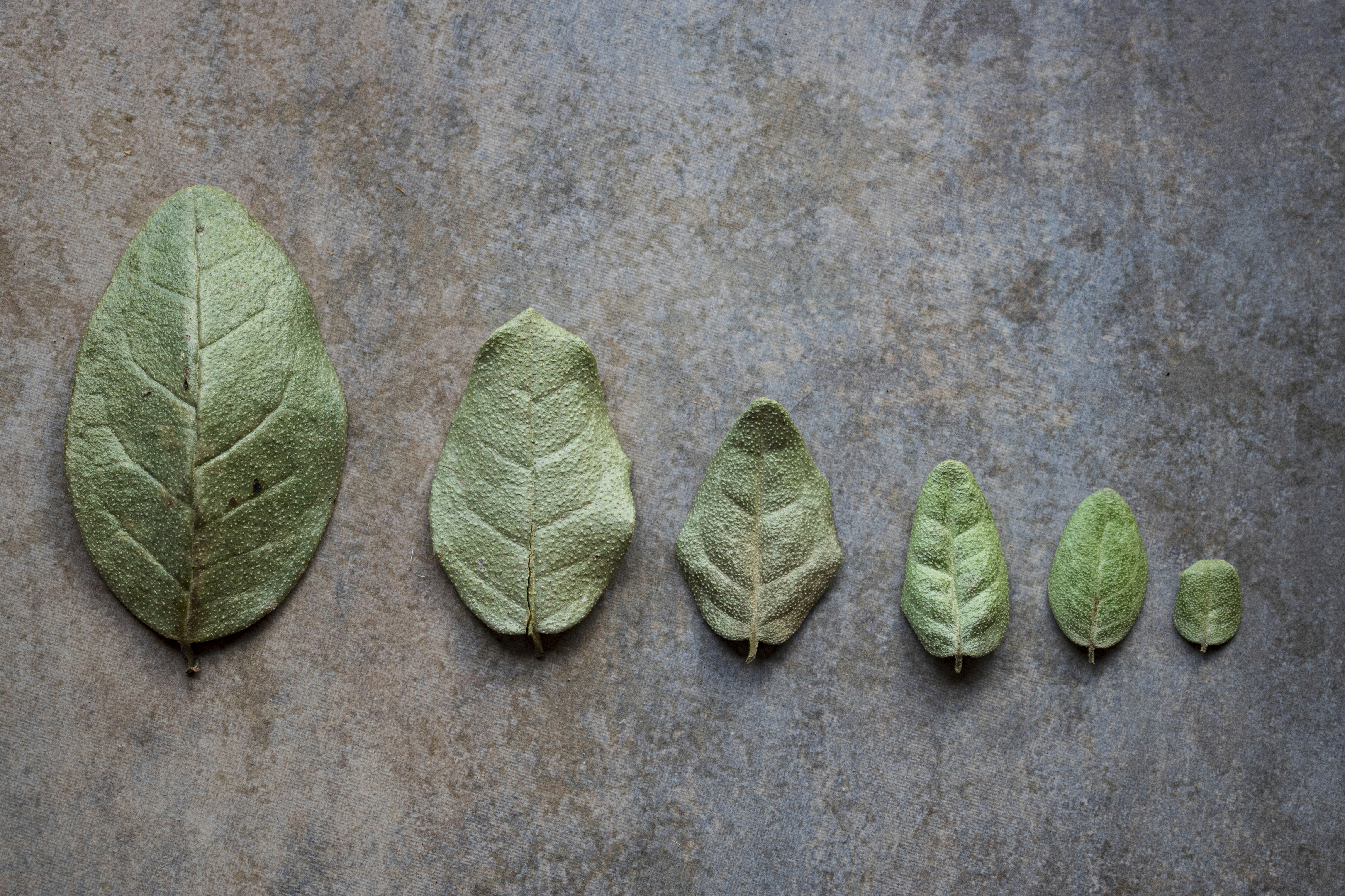 Leaf Lineage: A Size-Gradient Across a Weathered Surface