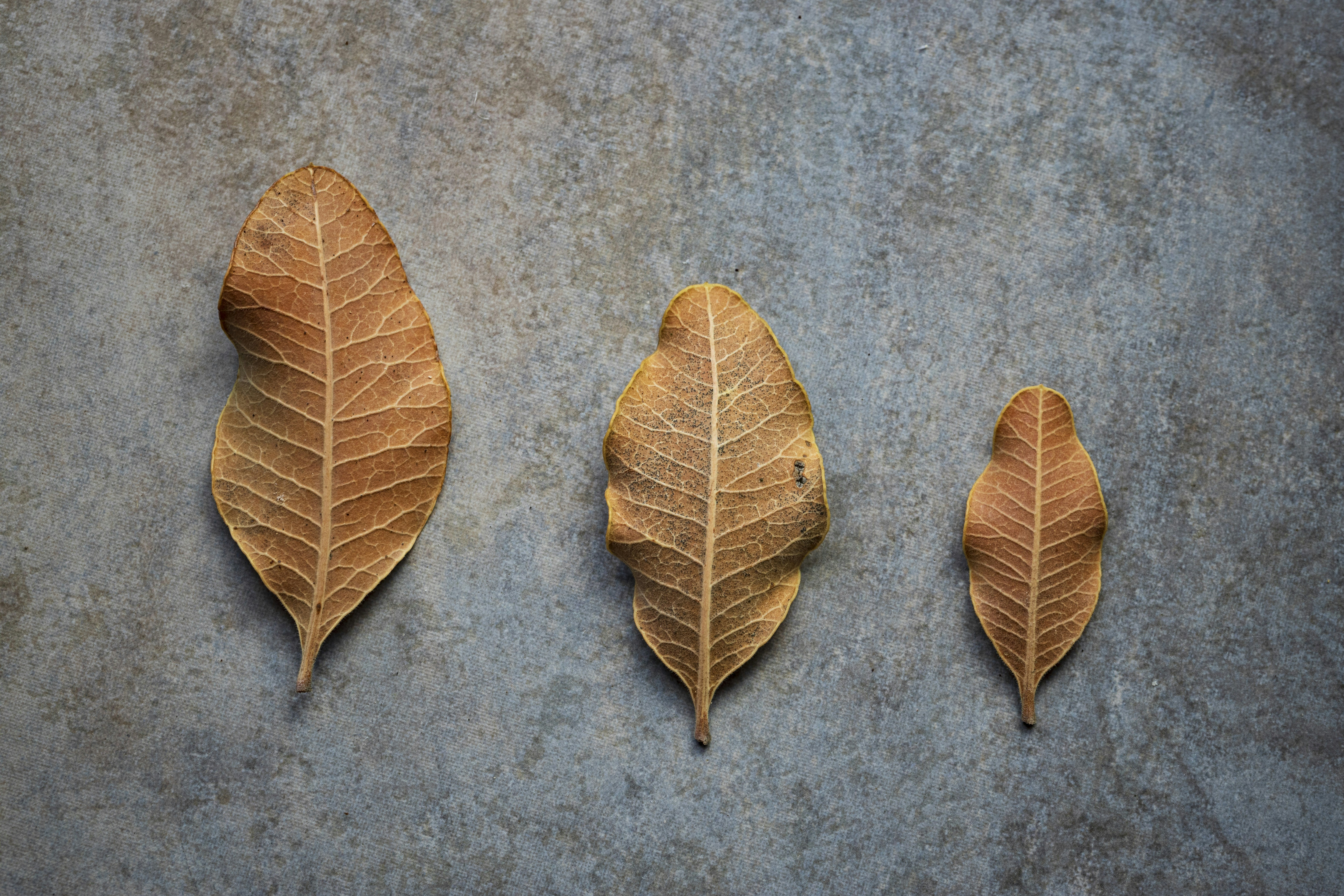 Three leaf shaped objects on a concrete surface photo – Free Leaf Image ...
